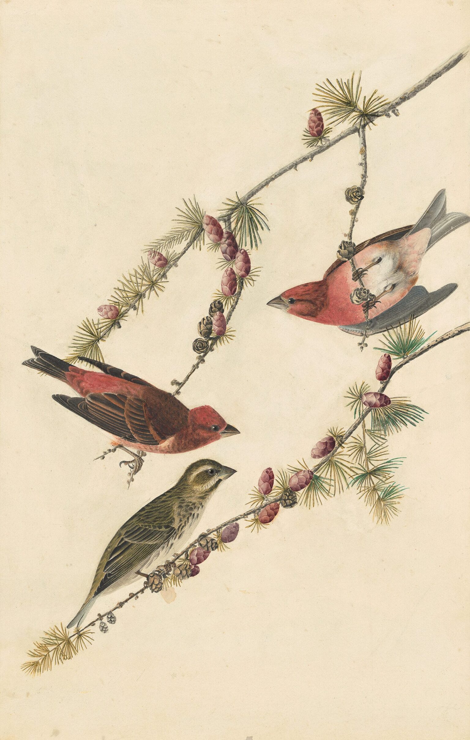Audubon's Watercolors Pl. 411, Common American Swan | Audubon's 50 Best ...