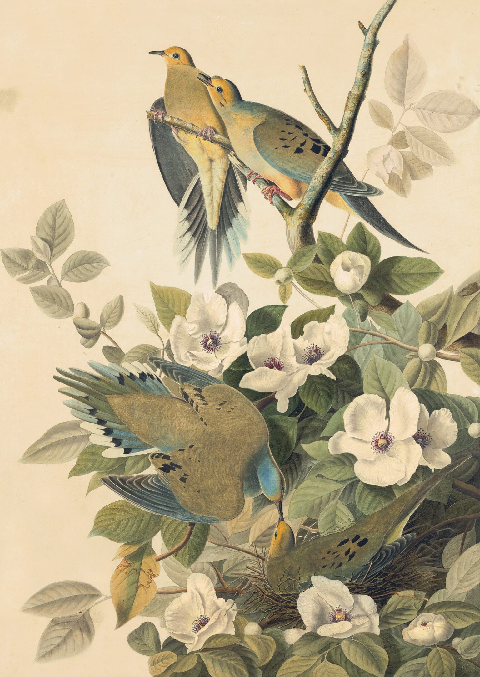 Audubon's Watercolors Pl. 17, Carolina Pigeon or Turtle Dove | Audubon ...