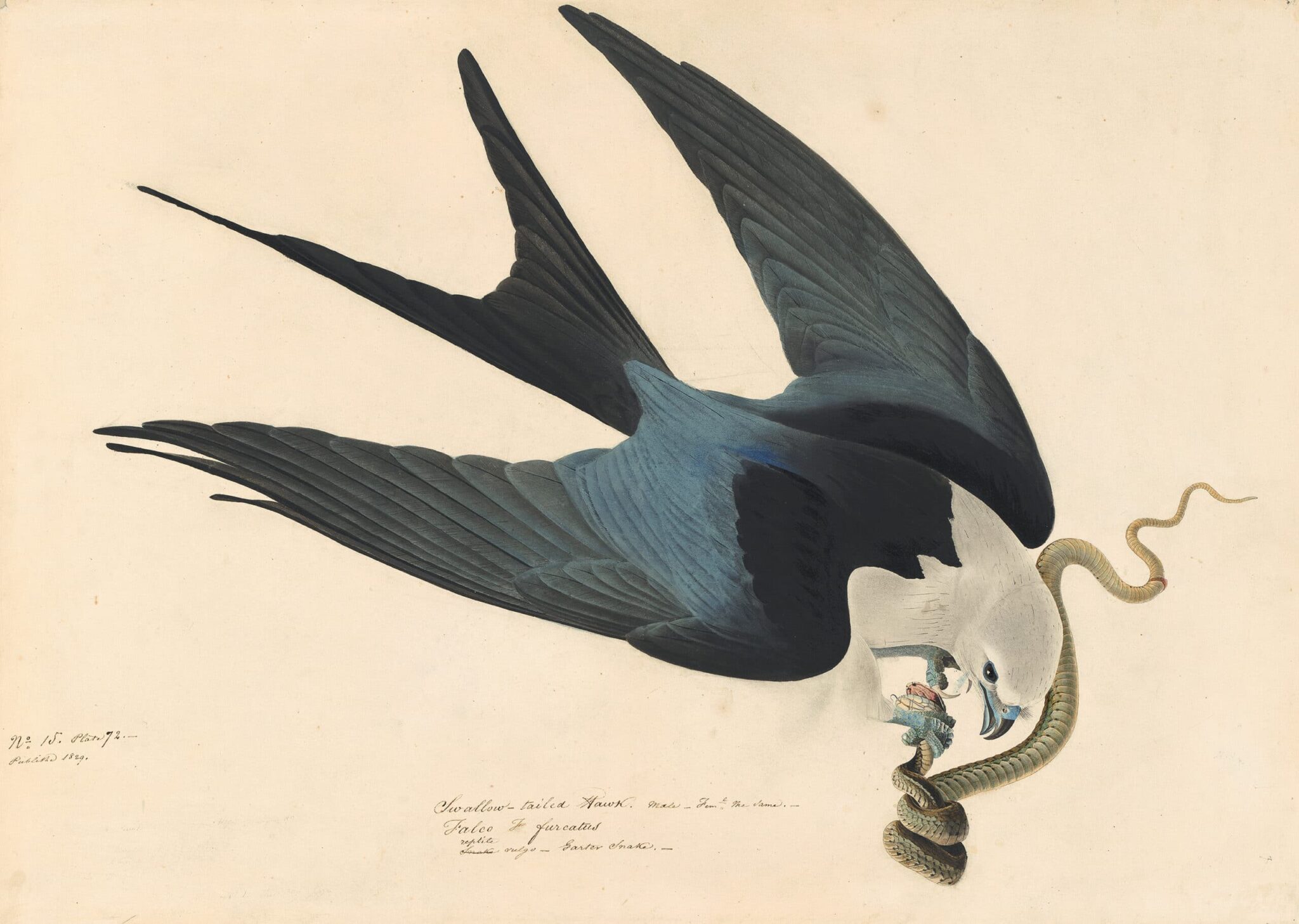 Audubon's Watercolors Pl. 72, Swallow-tailed Kite | Audubon's ...