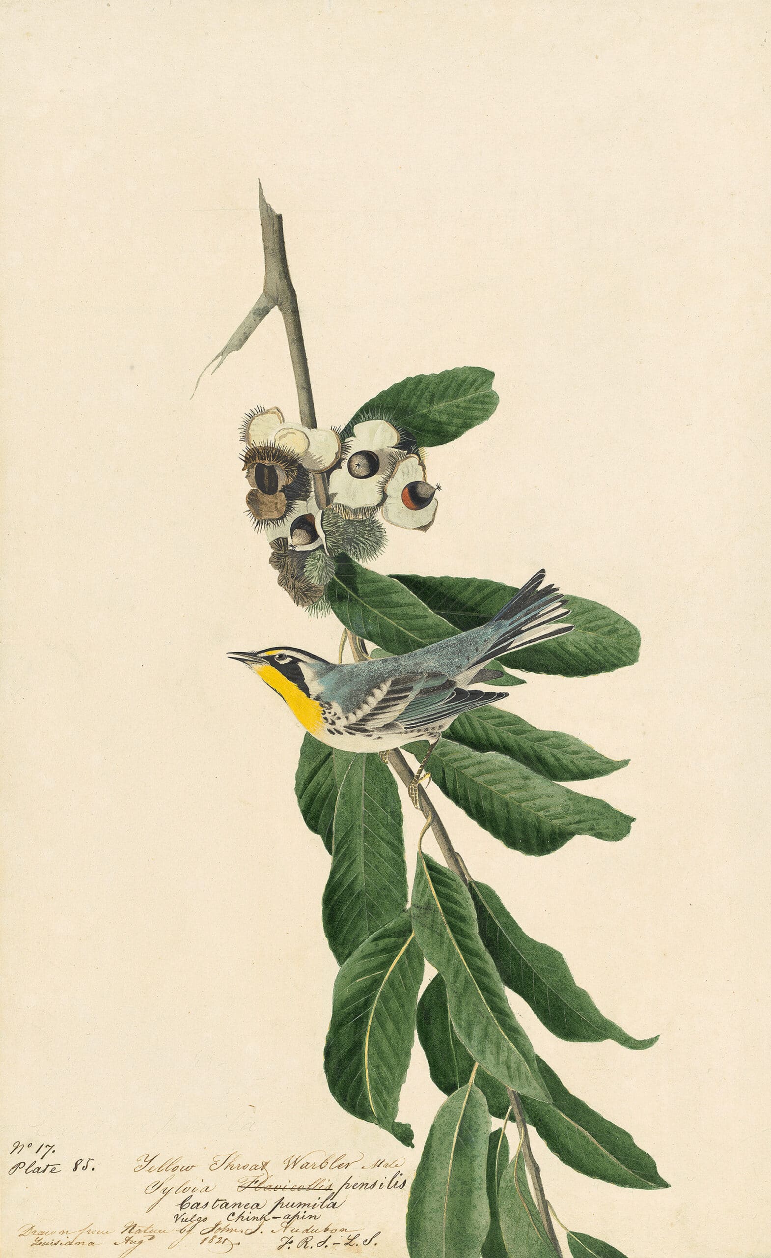 Audubon's Watercolors Pl. 85, Yellow-throated warbler | Audubon's ...