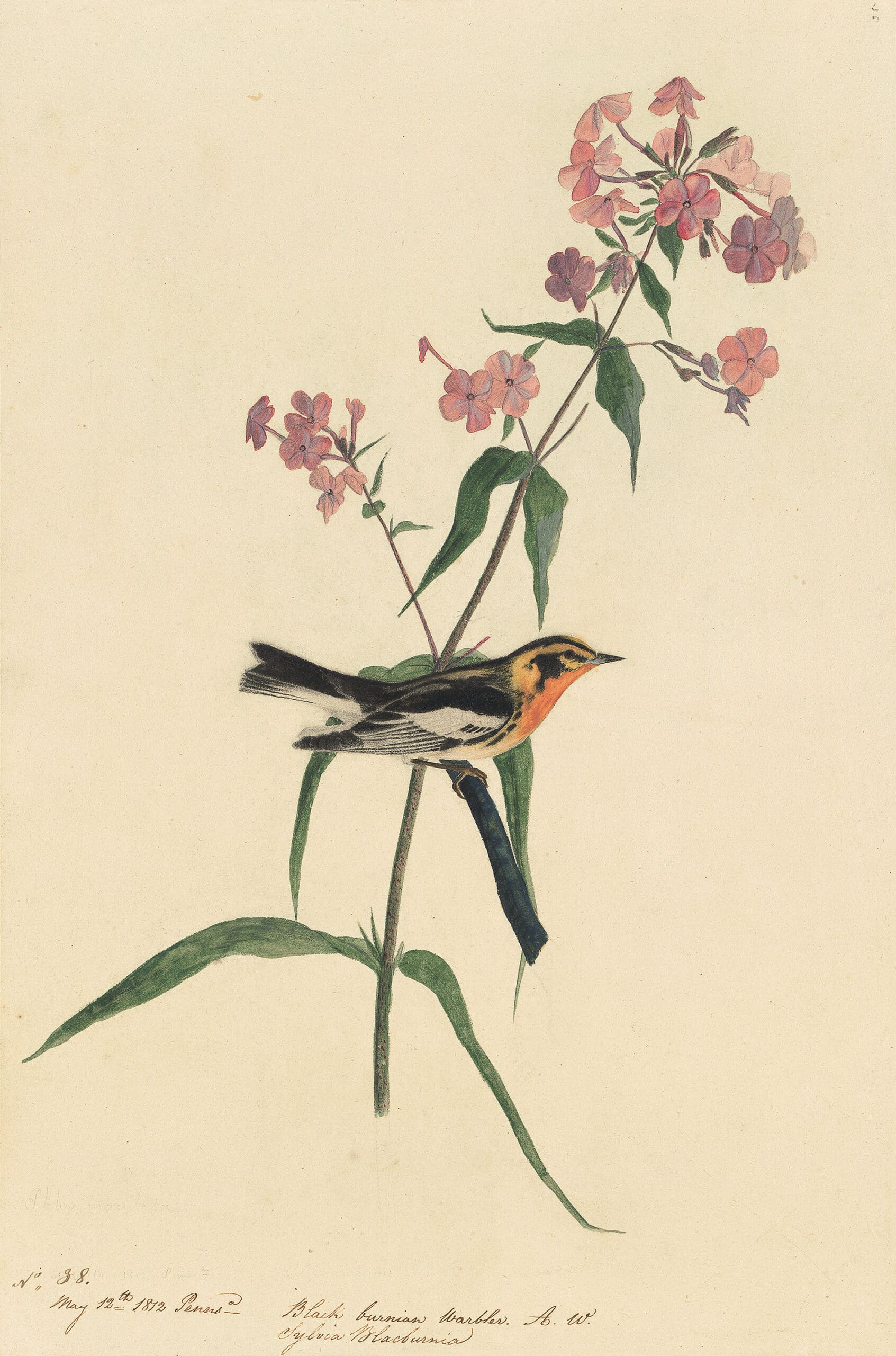 Audubon's Watercolors Pl. 135, Blackburnian Warbler | Audubon's ...