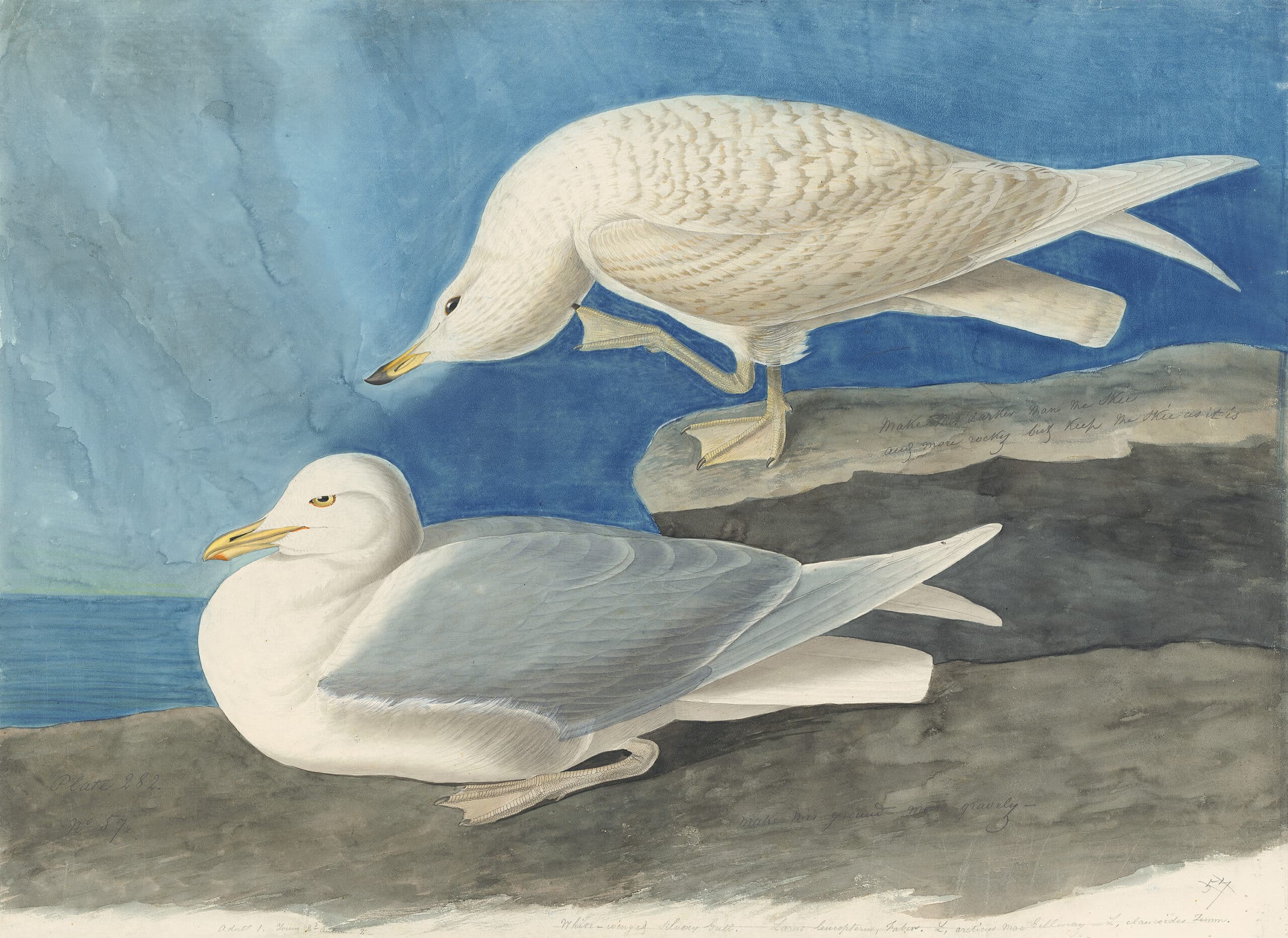 Audubon's Watercolors Pl. 282, Iceland Gull | Audubon's Watercolors ...