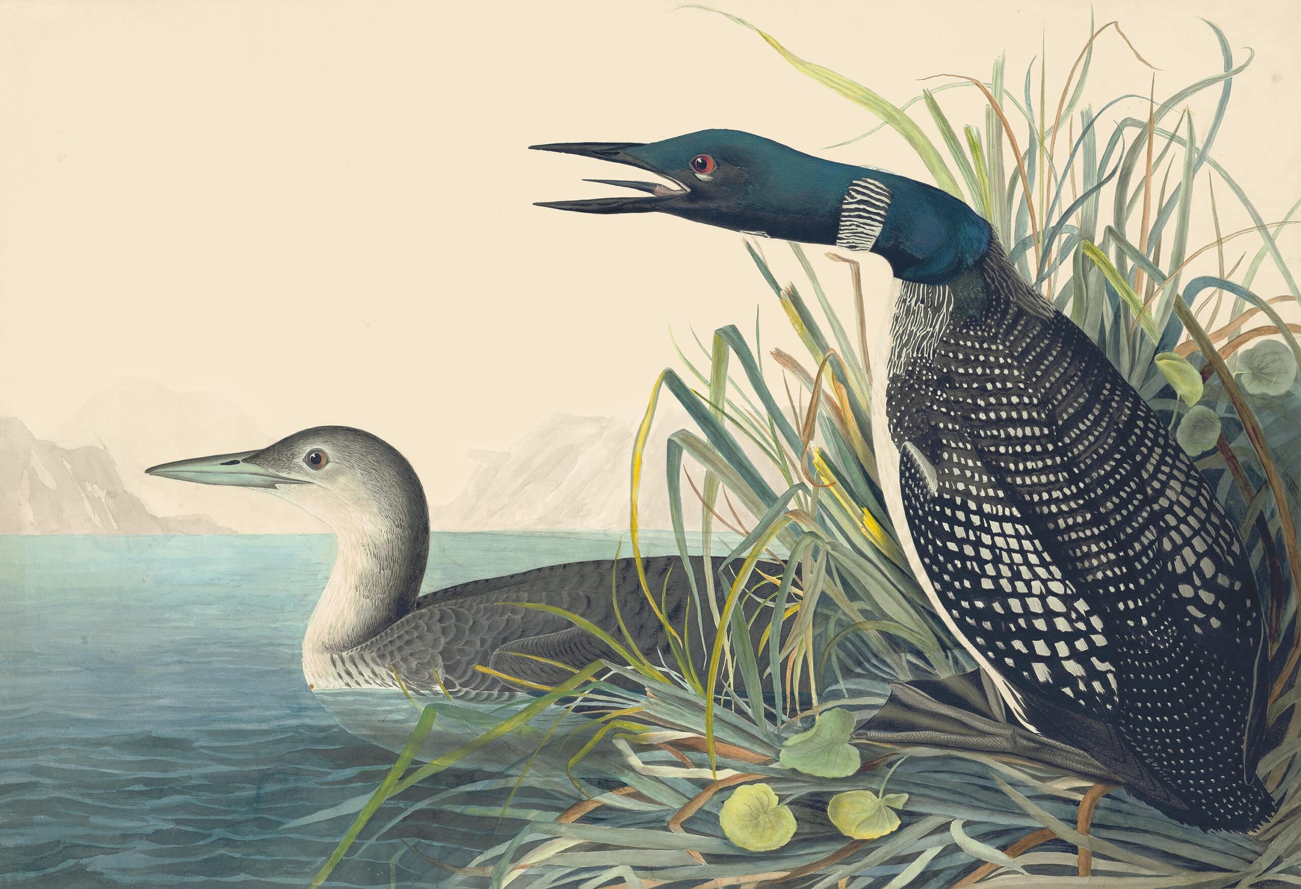 Audubon's Watercolors Pl. 306, Great Northern Diver or Loon | Audubon's 50 Best Watercolors ...