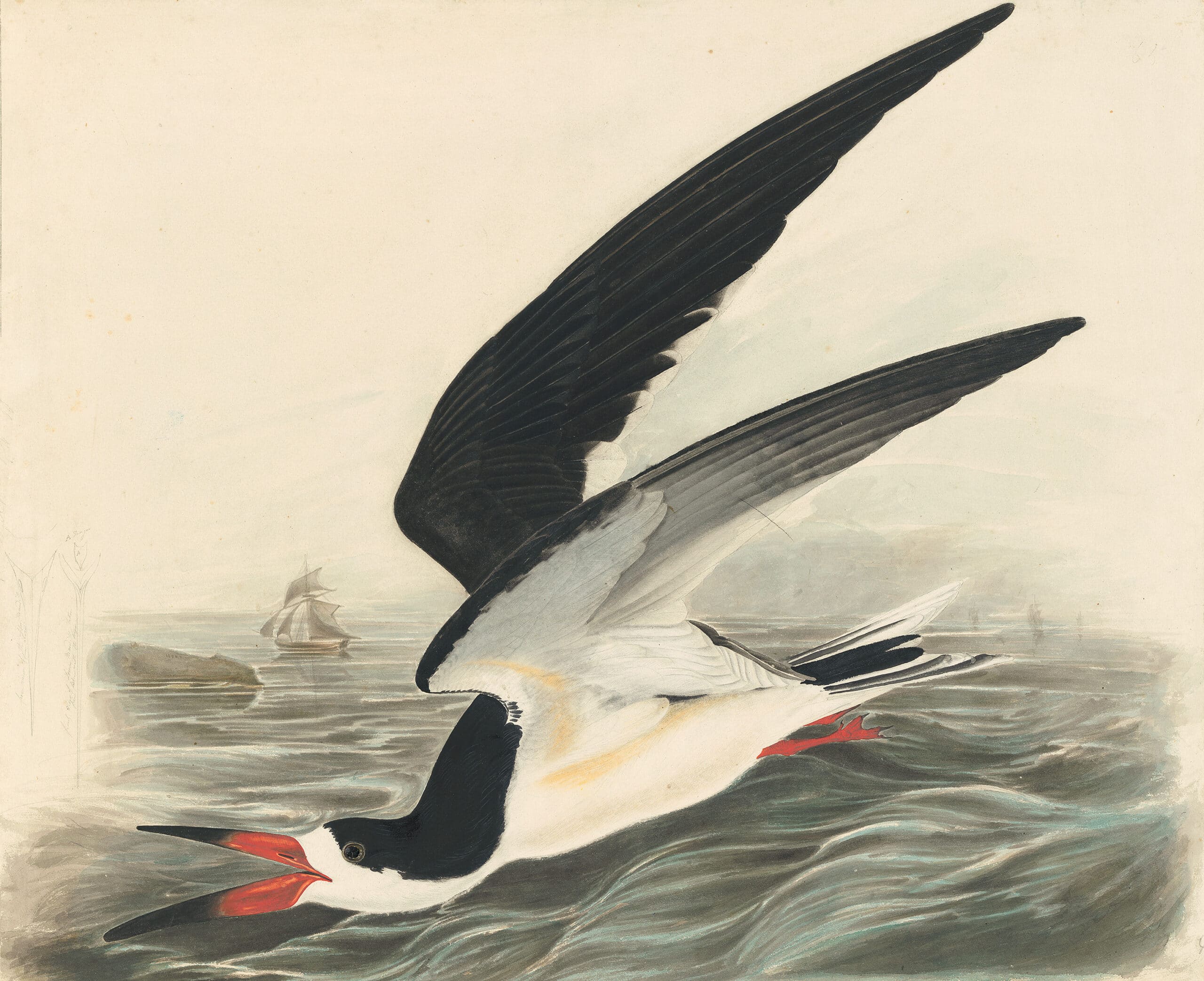 Audubon's Watercolors Pl. 323, Black Skimmer | Audubon's Watercolors ...