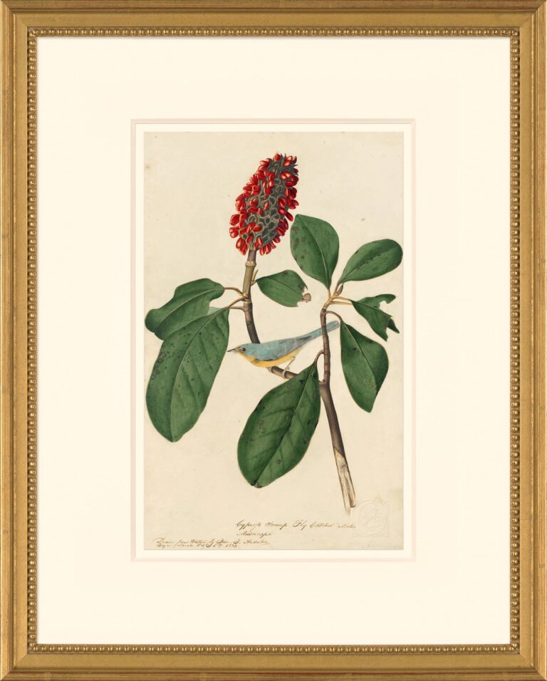 Audubon's Watercolors Octavo Pl. 5, Canada Warbler | Audubon's ...