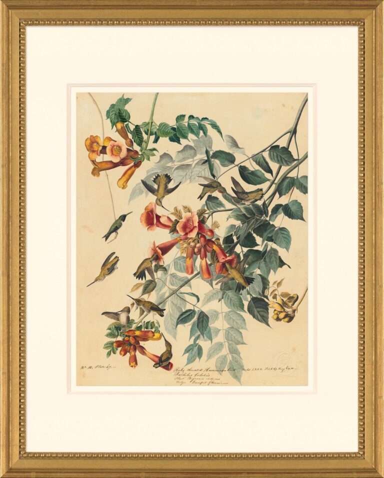 Audubon's Watercolors Octavo Pl. 47, Ruby-throated Hummingbird ...