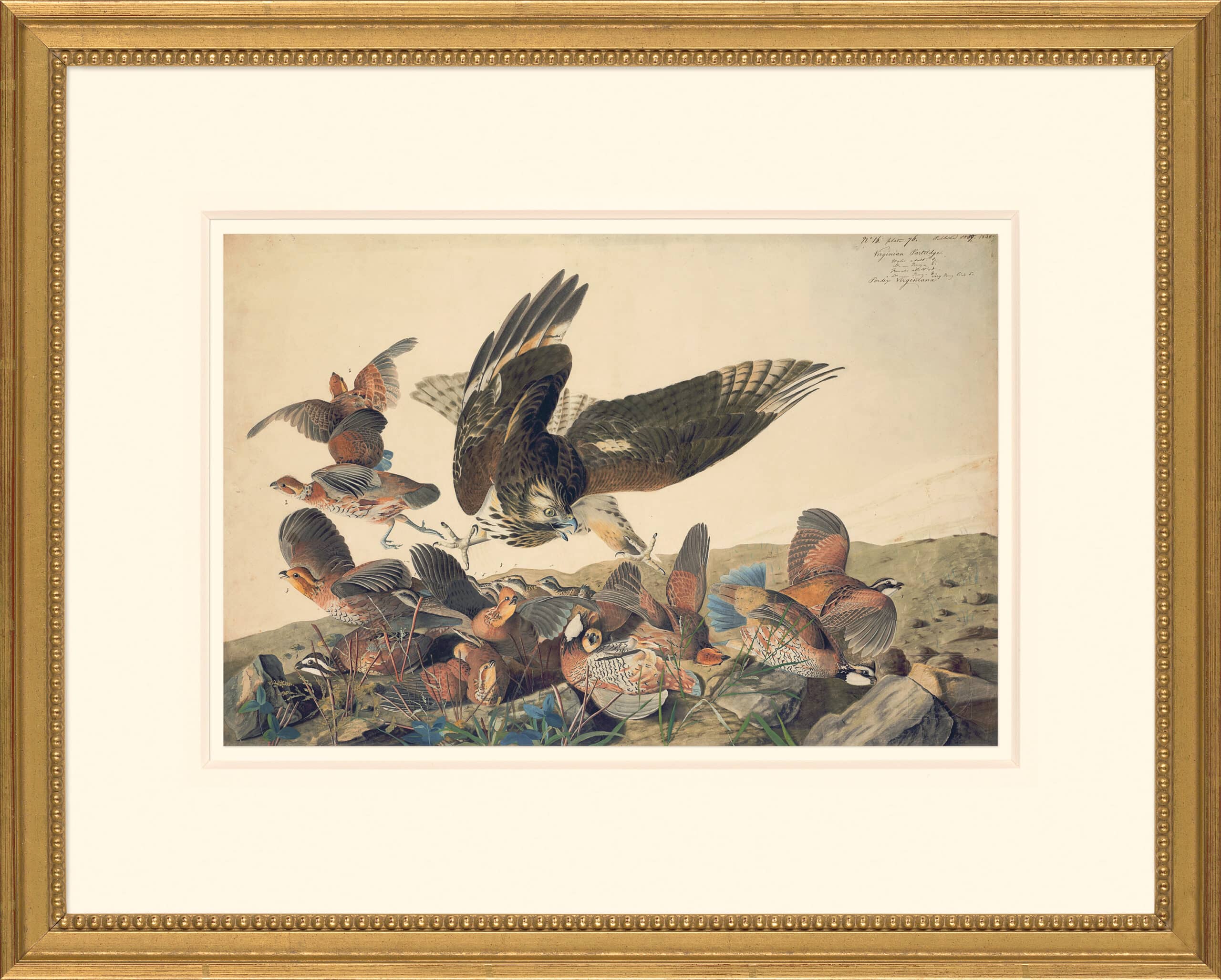 Audubon's Watercolors Octavo Pl. 76, Virginian Partridge | Audubon's ...