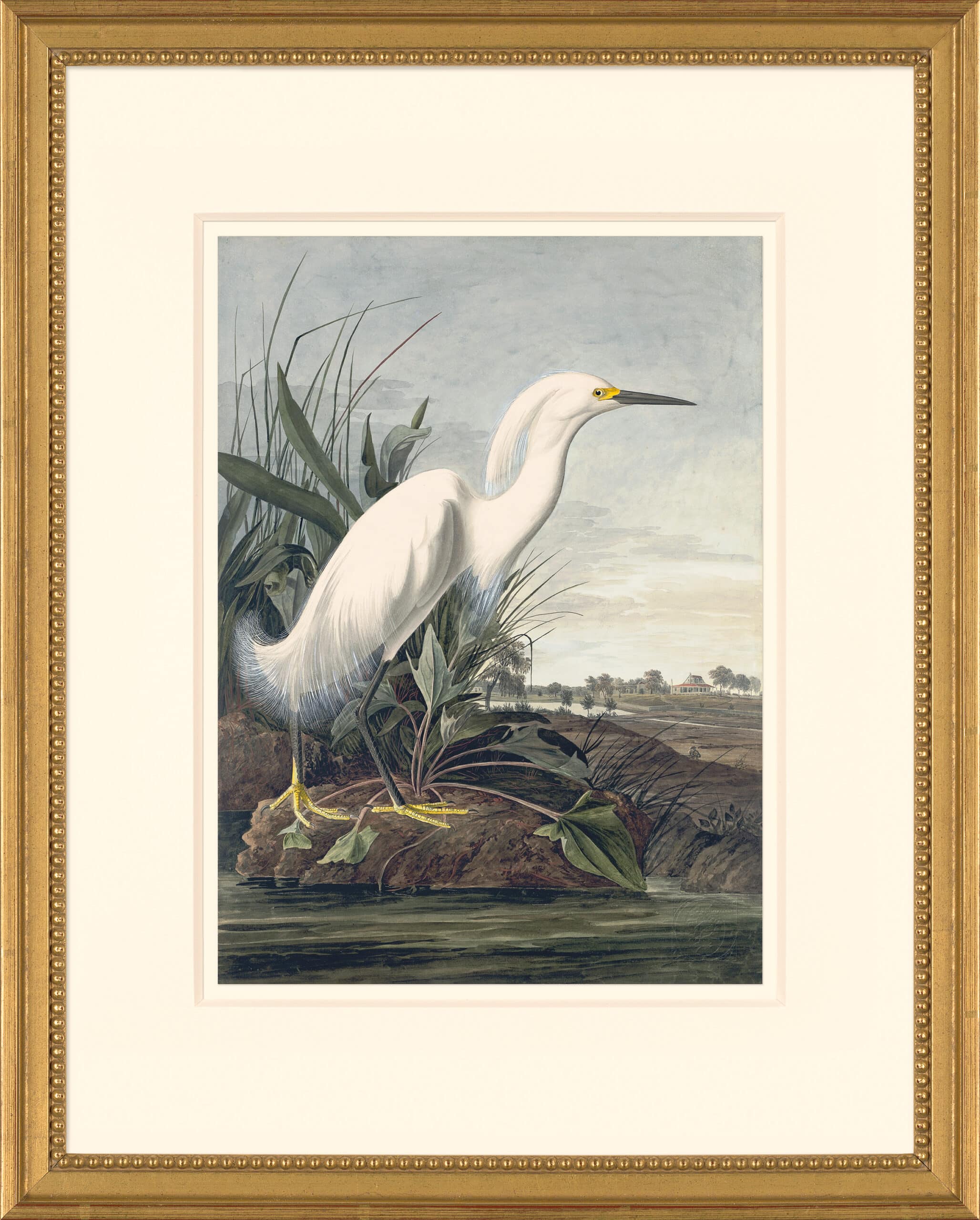 Audubon's Watercolors Octavo Pl. 242, Snowy Heron | Audubon's 50 Best ...