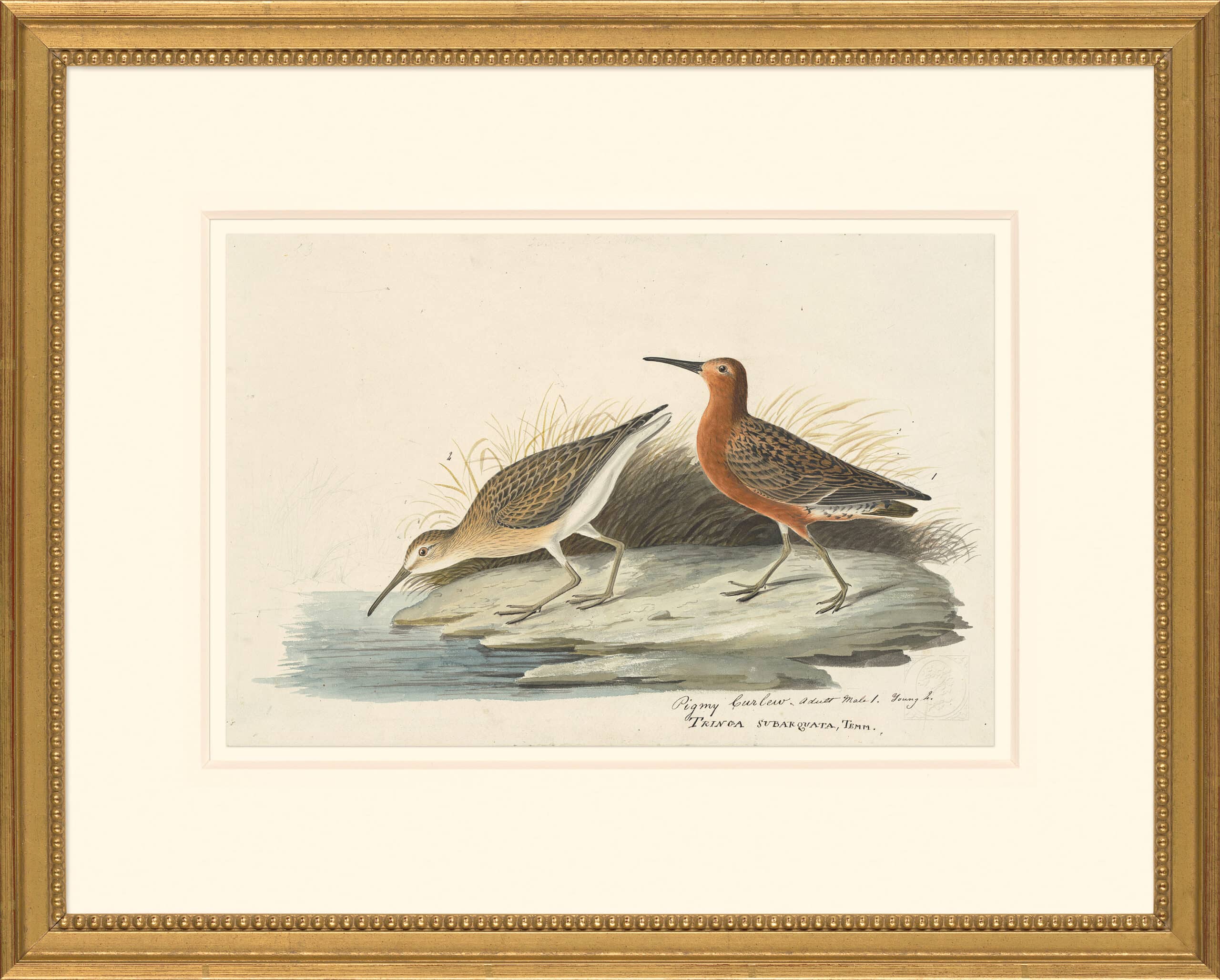 Audubon's Watercolors Octavo Pl. 263, Curlew Sandpiper | Audubon's ...