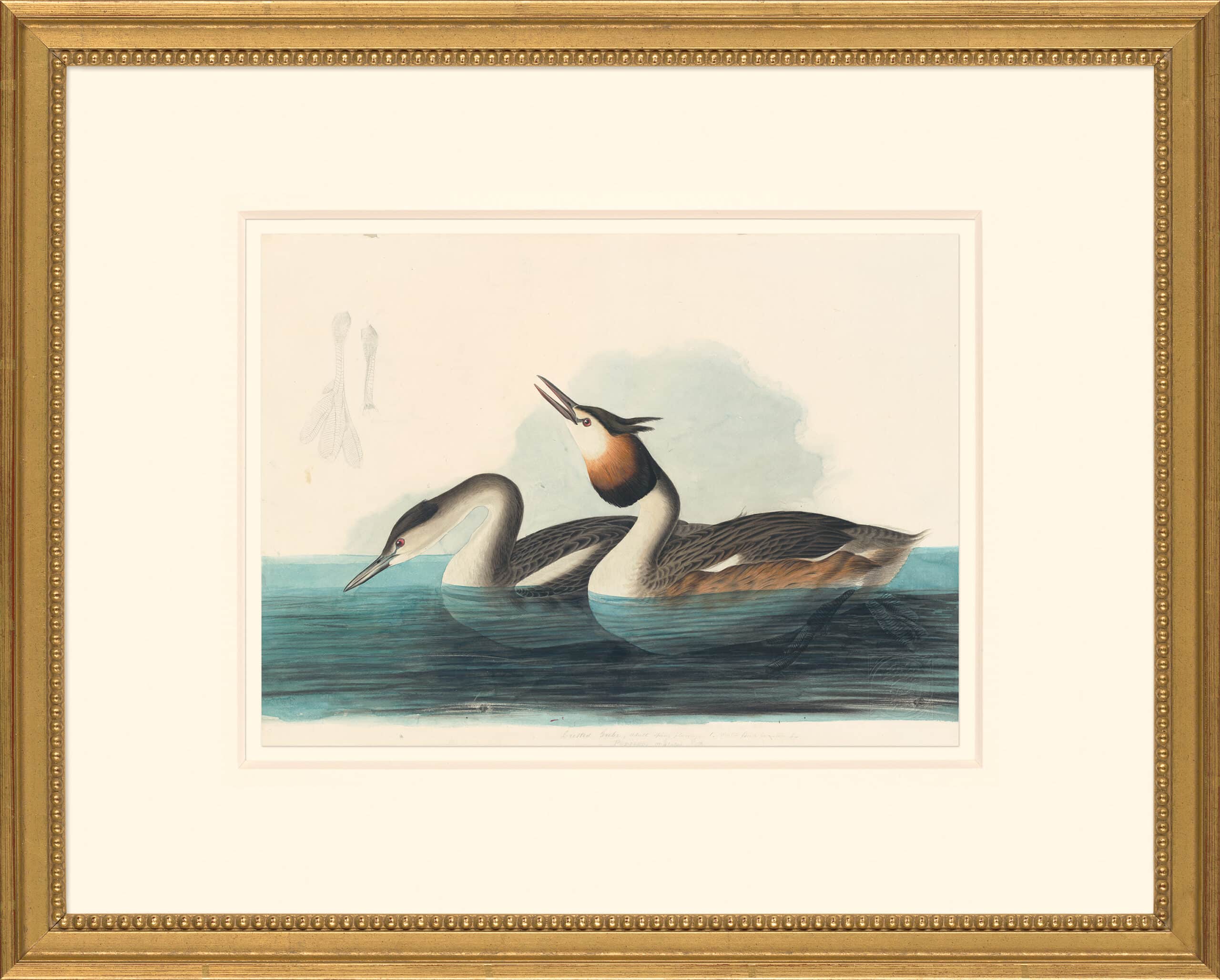 Audubon's Watercolors Octavo Pl. 292, Great Crested Grebe | Audubon's ...