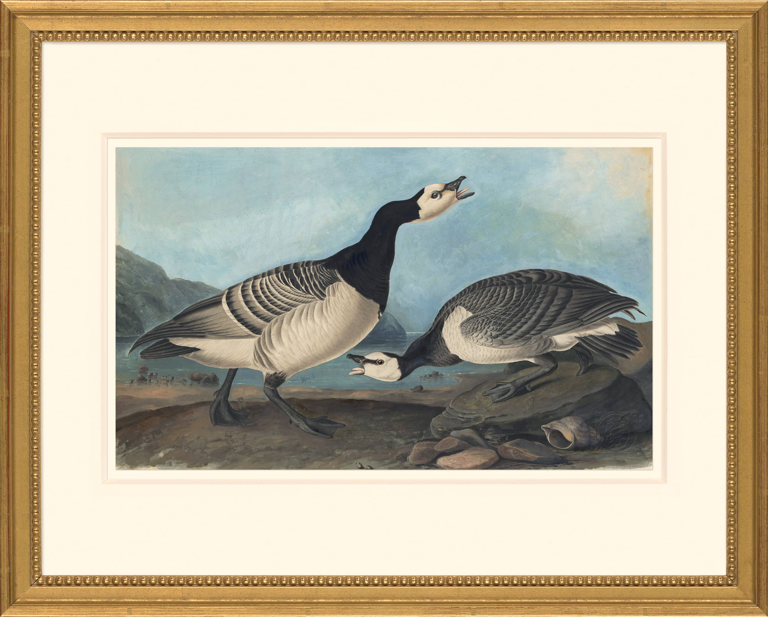 Audubon's Watercolors Octavo Pl. 296, Barnacle Goose | Audubon's ...