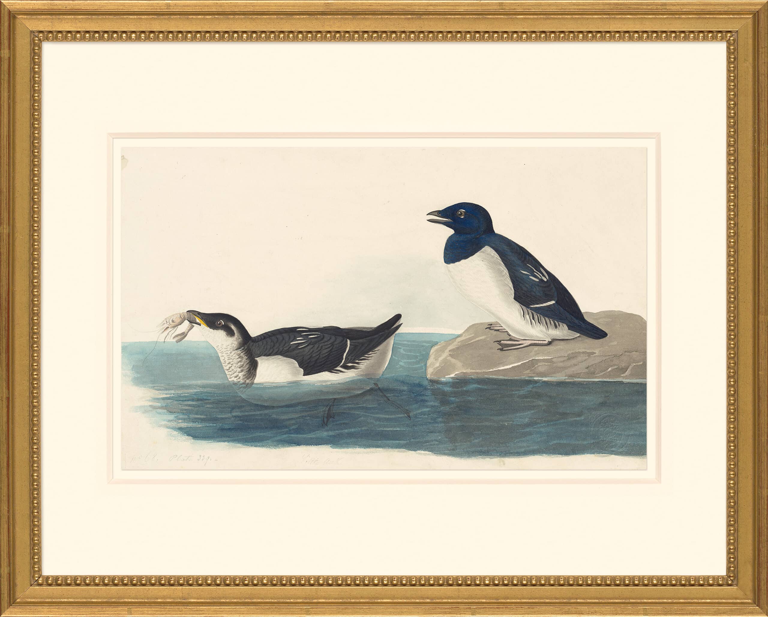 Audubon's Watercolors Octavo Pl. 339, Dovekie | Audubon's Watercolors ...