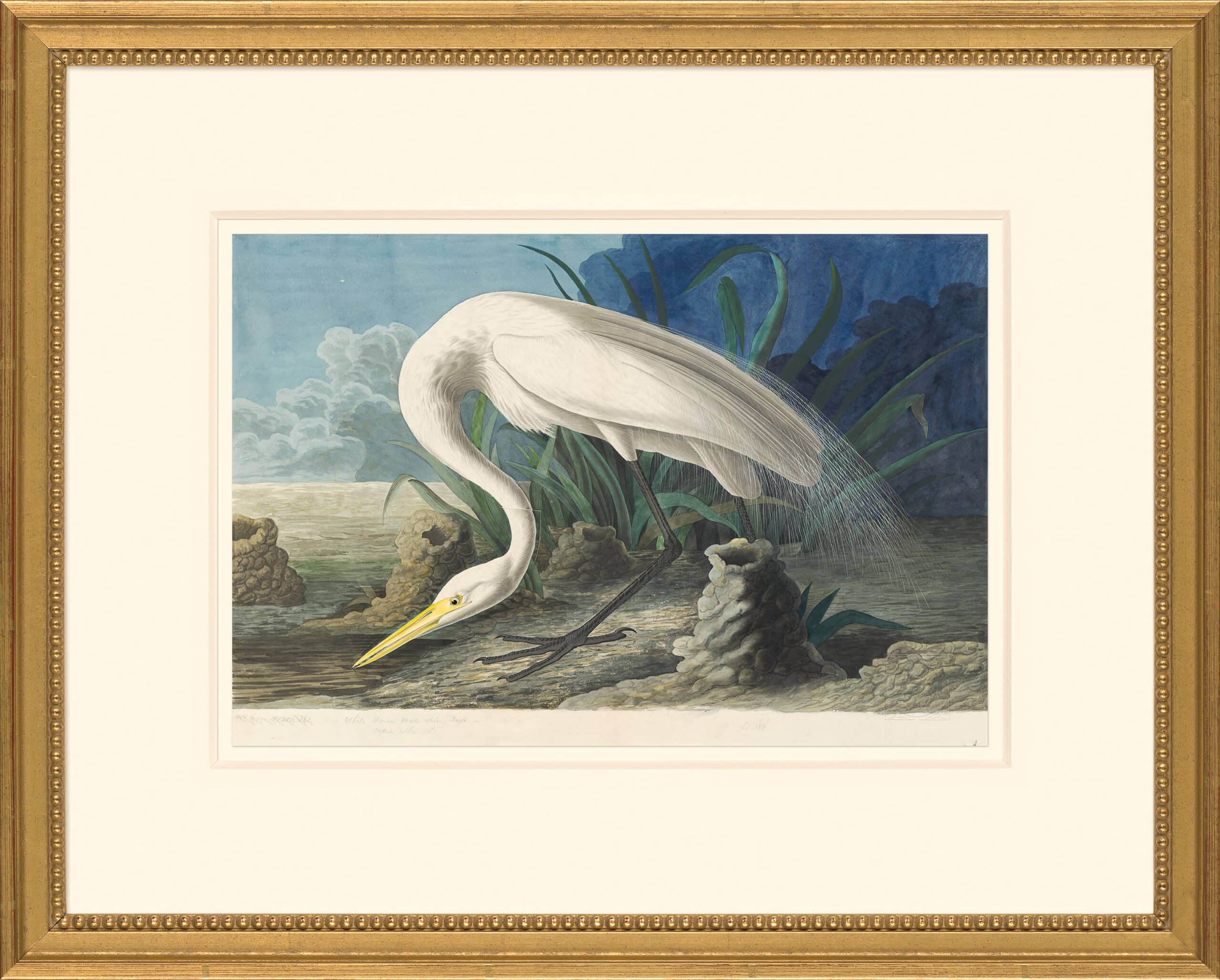 Audubon's Watercolors Octavo Pl. 386, White Heron | Audubon's ...