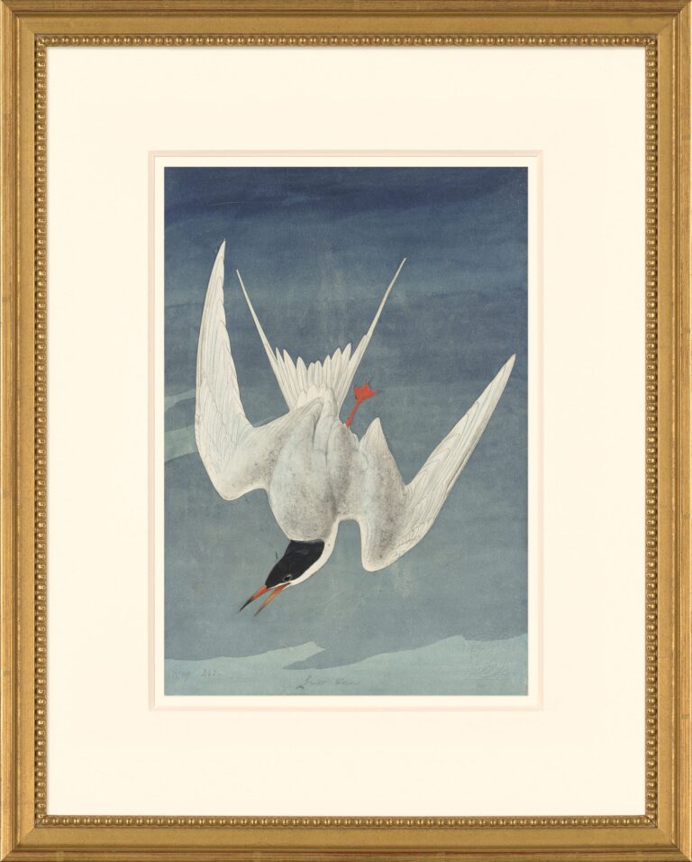 Audubon's Watercolors Octavo Pl. 33A, Common Tern | Audubon's ...