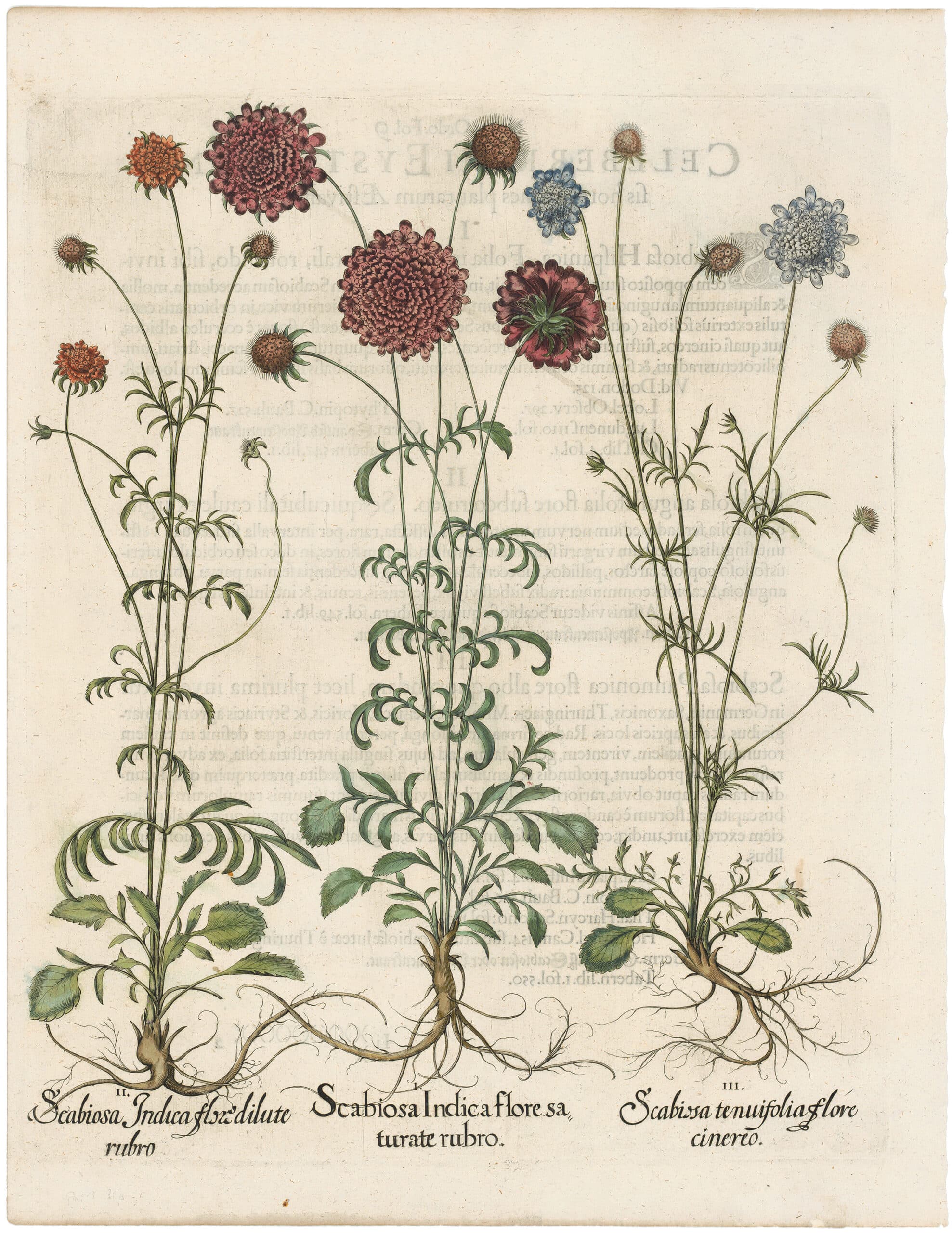 Besler 1st Ed. Pl. 259, Double-flowered Mourning Bride; Scabiosa ...