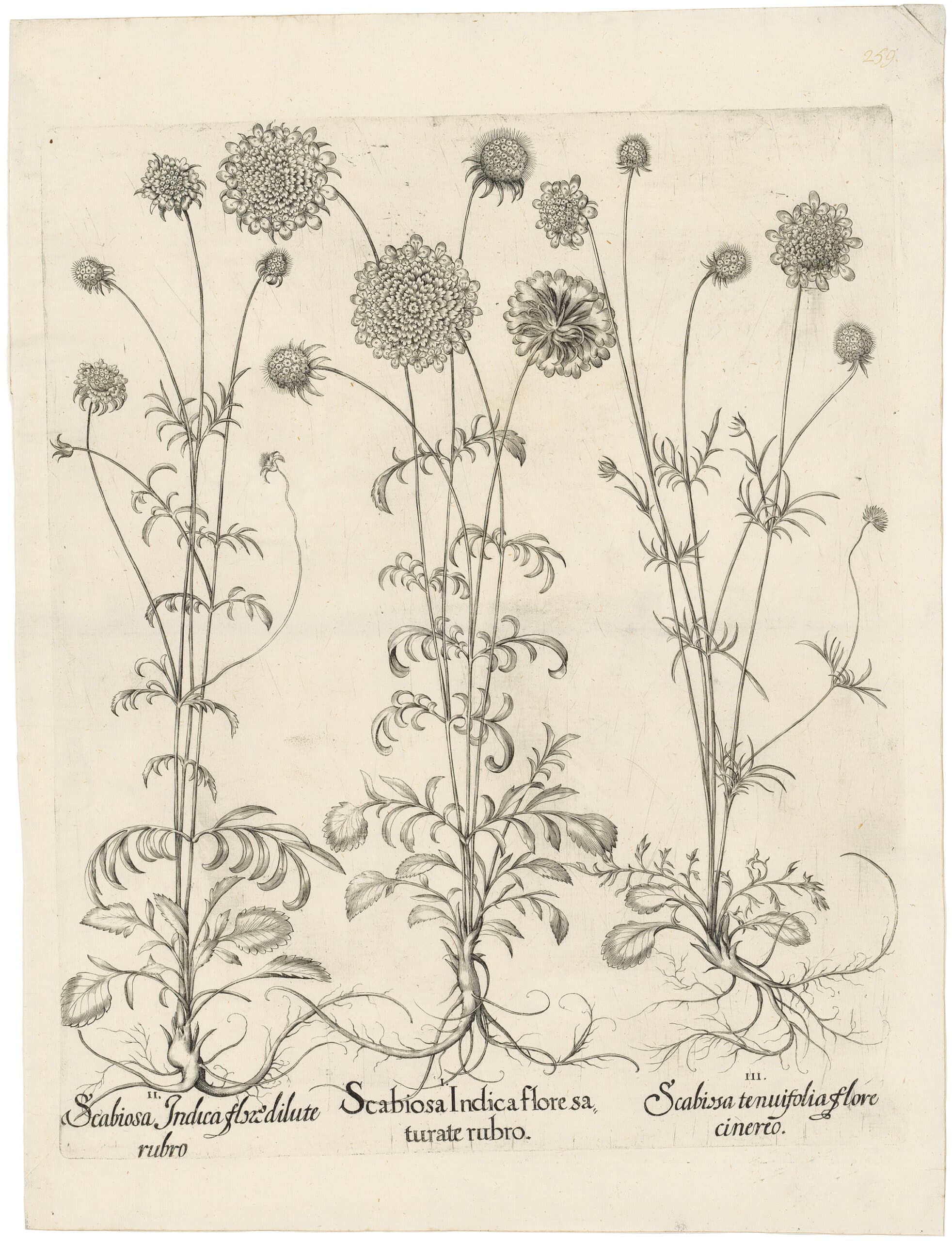 Besler Deluxe Ed. Pl. 259, Double-flowered mourning bride, Mourning ...