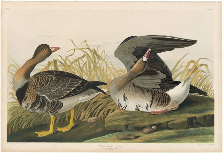Audubon Bien Ed. Pl. 380 White-fronted Goose | Bien Edition - Antique ...