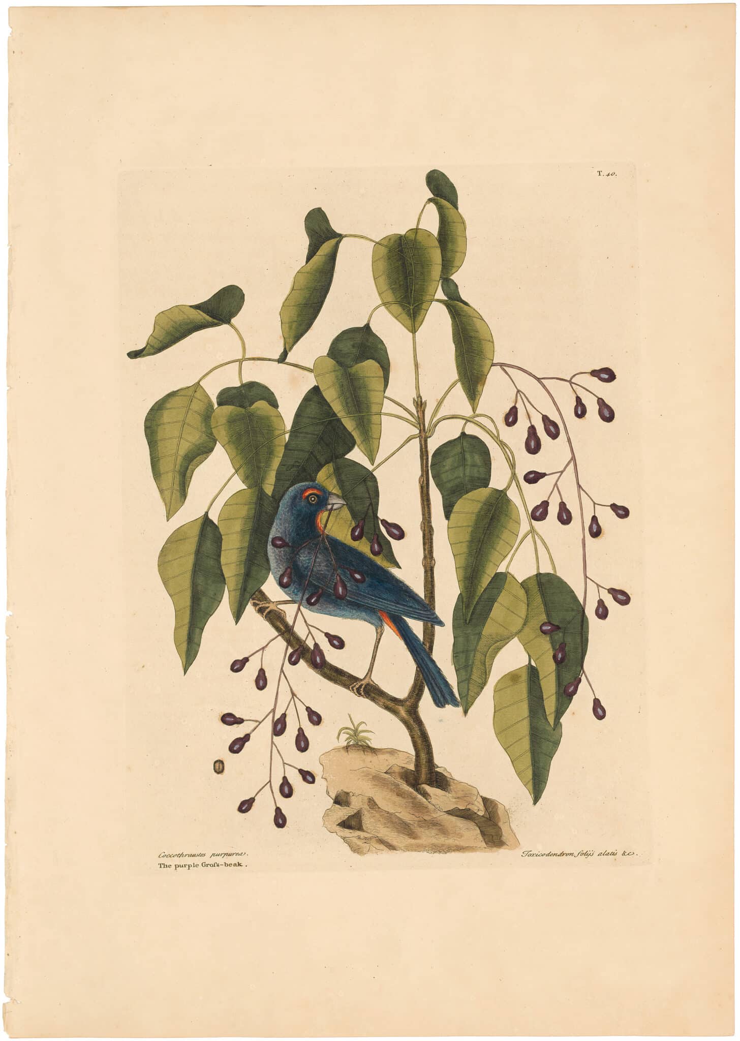 Catesby 1754, Vol. 1 Pl. 87, The Booby | The Natural History of ...