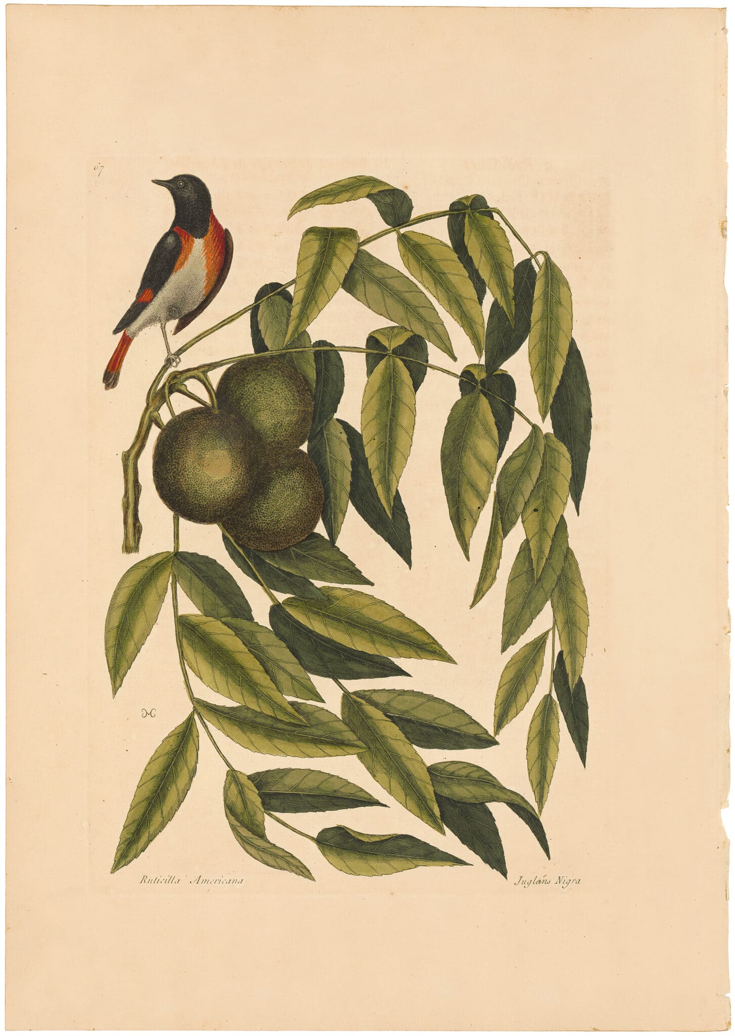 Catesby 1754, Vol. 1 Pl. 87, The Booby | The Natural History of ...
