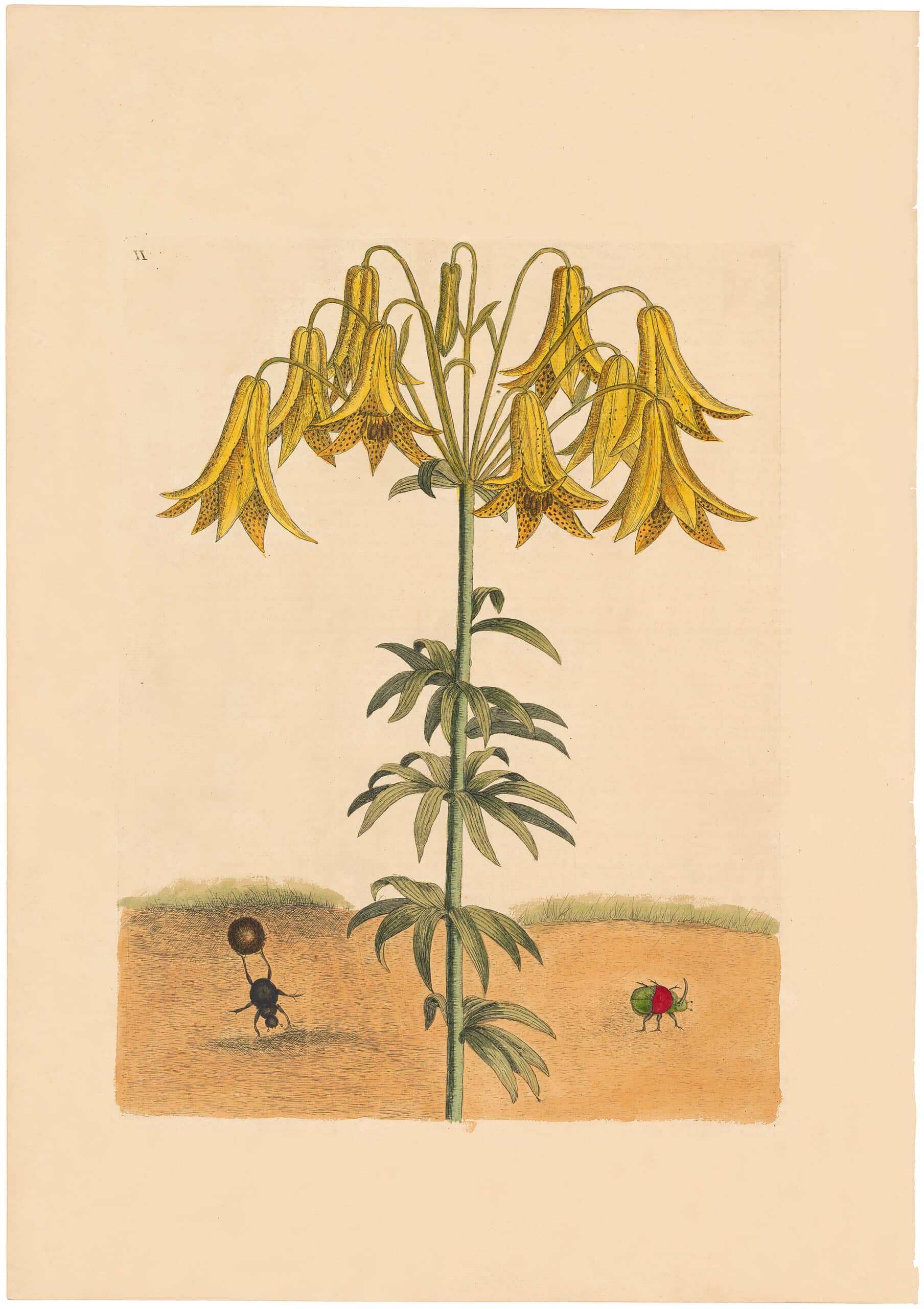 Catesby 1754, Appendix Pl. 11, The Tumble Turds | The Natural History ...