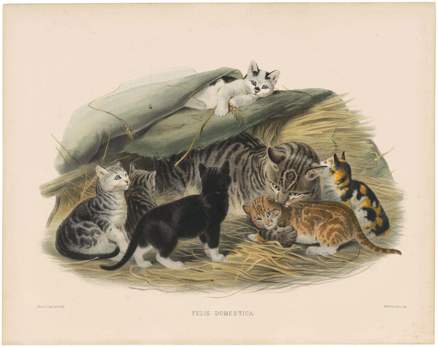 Elliot Pl. 42, Domestic Cat | Monograph Felidae or Family of Cats ...
