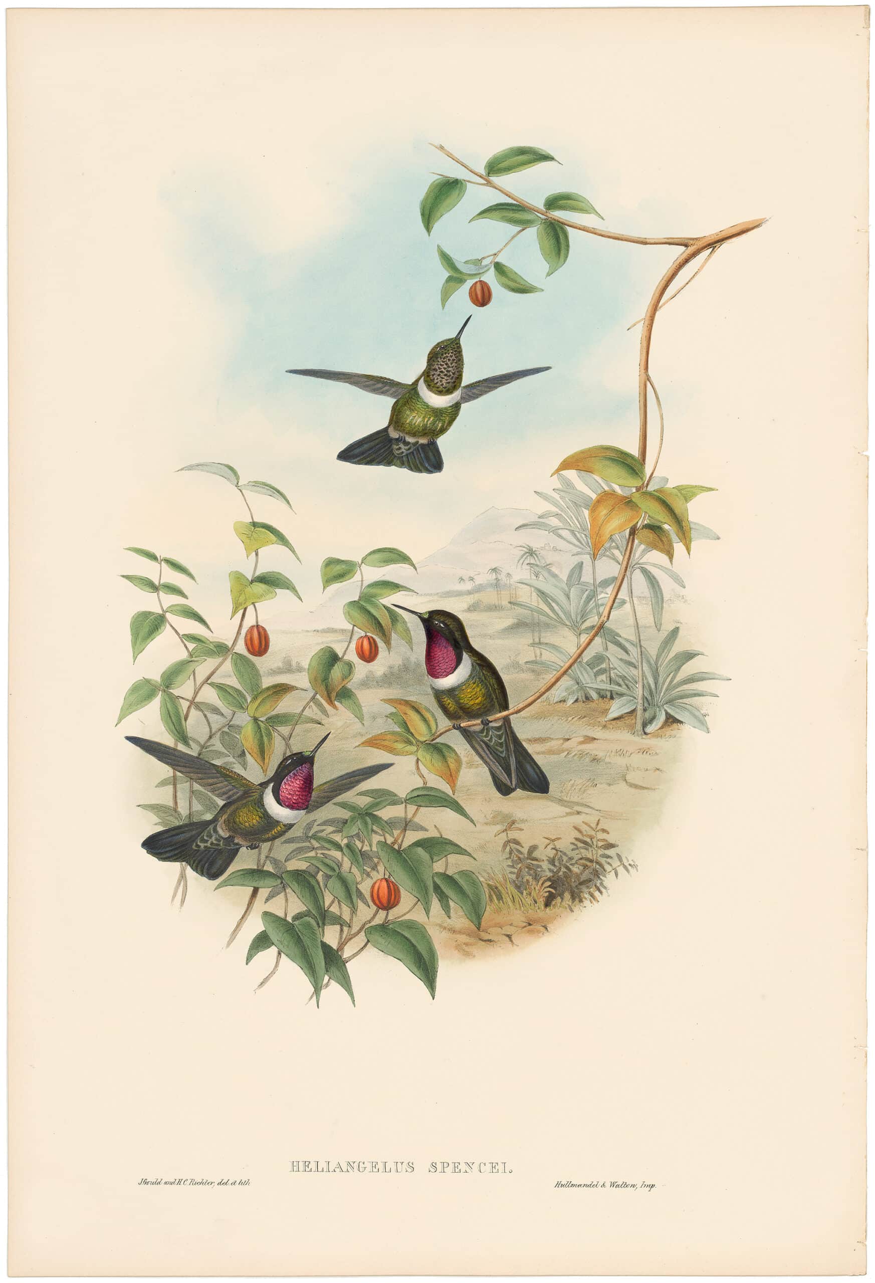 Gould Hummingbirds, Pl. 244, Spence's Sun Angel | Family of Humming ...