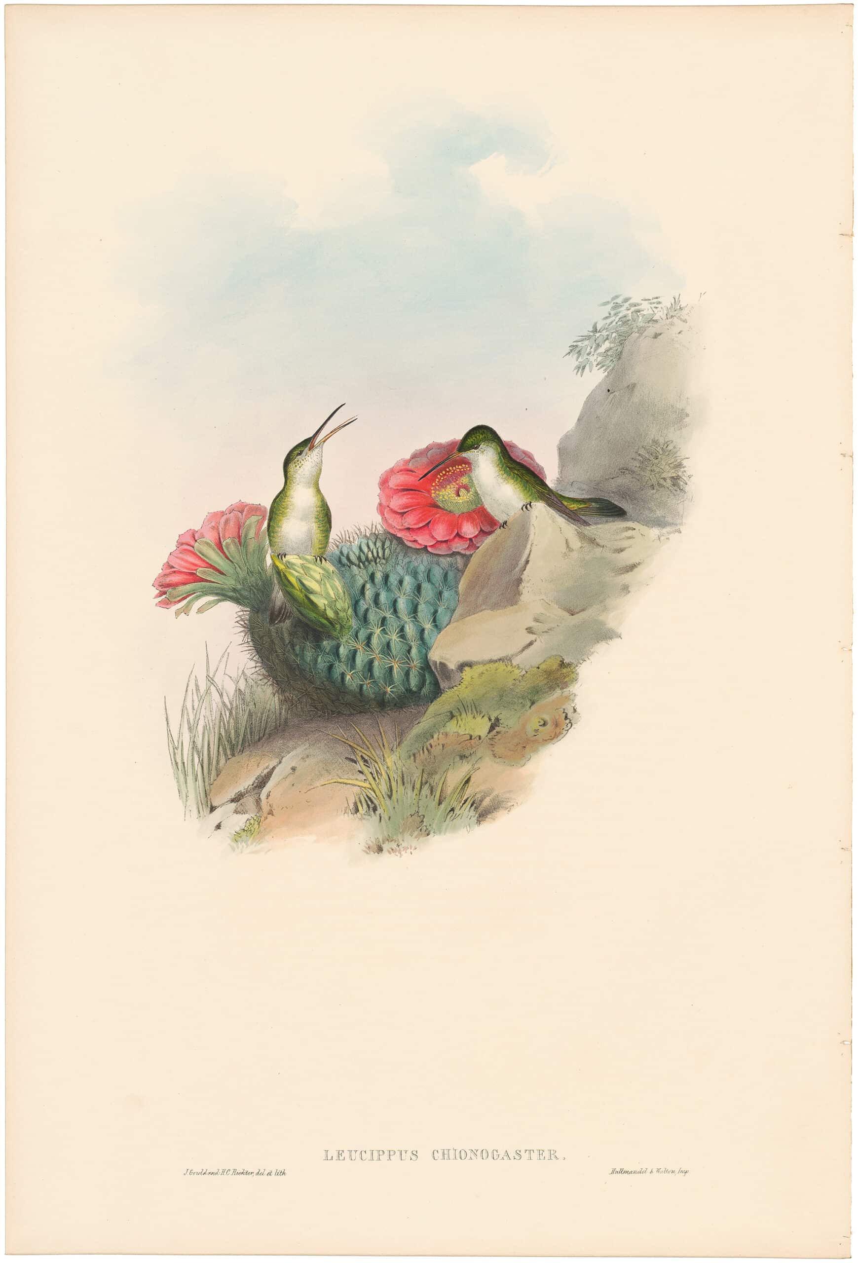Gould Hummingbirds, Pl. 290, White-breasted Leucippus - Joel ...
