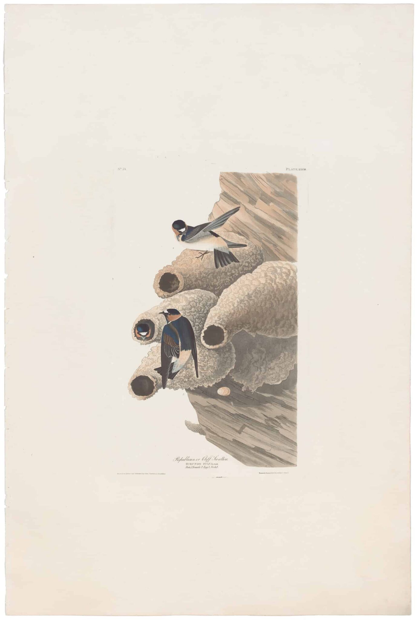 Havell Edition Audubon Prints | Vintage Bird Prints & Art