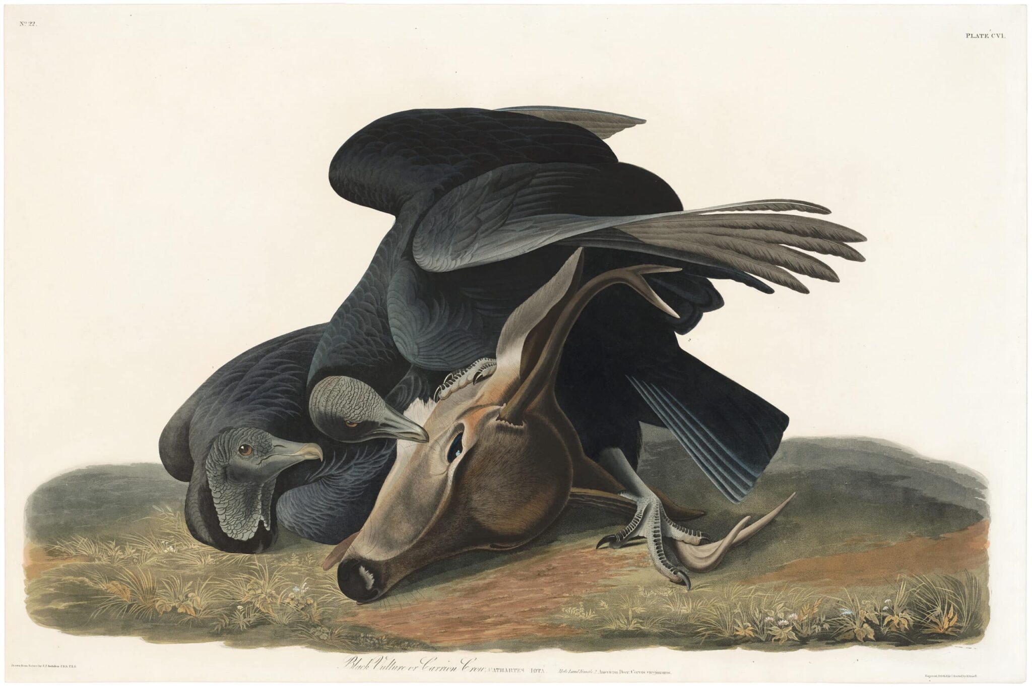 Havell Edition Audubon Prints | Vintage Bird Prints & Art