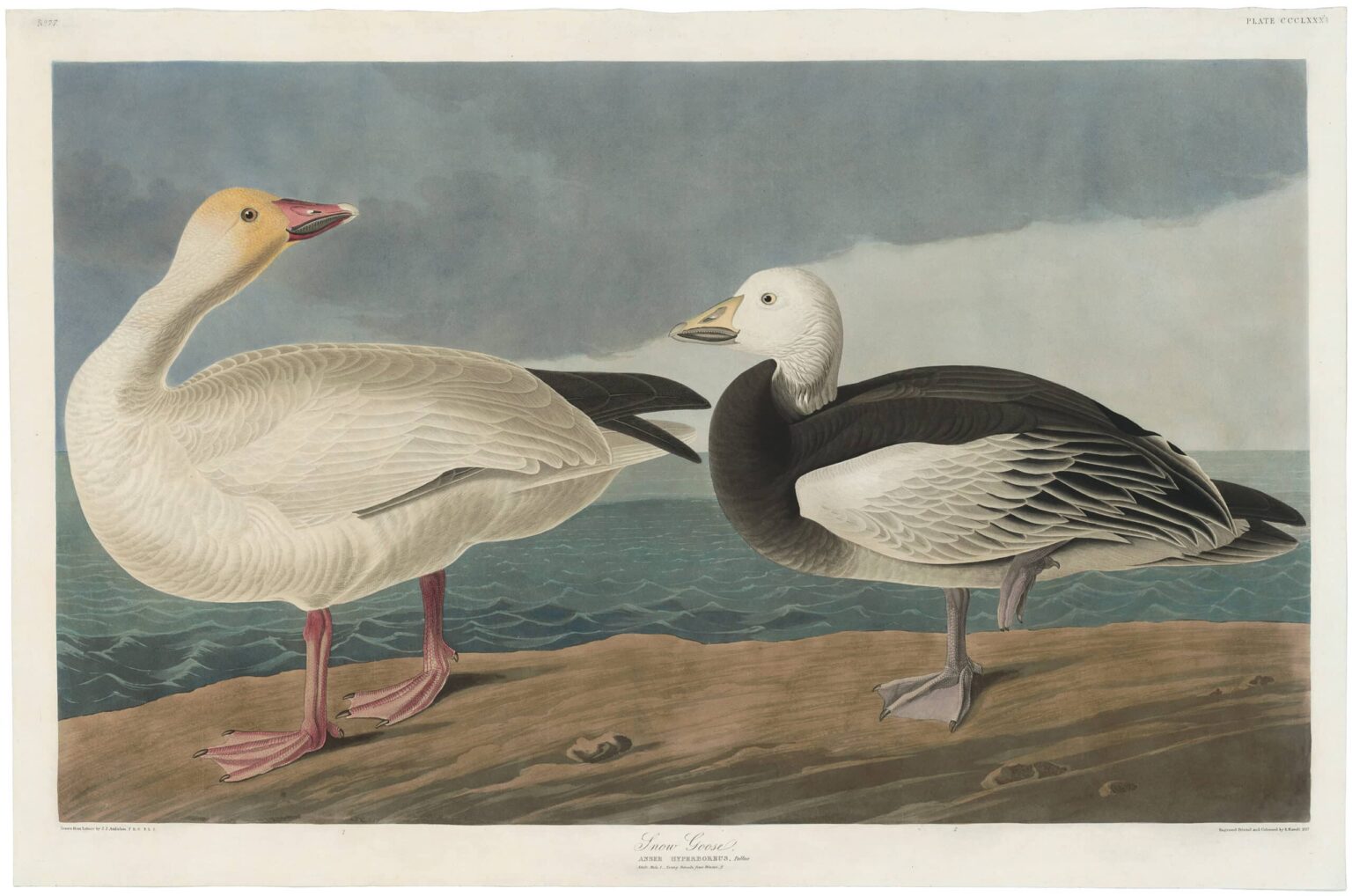 Havell Edition Audubon Prints | Vintage Bird Prints & Art