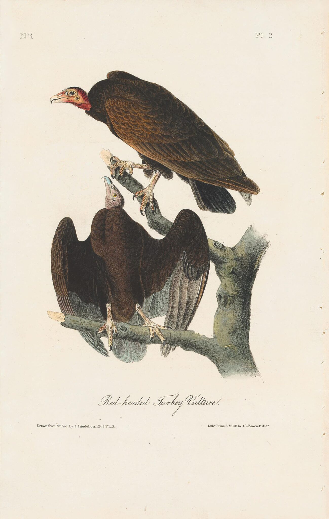 Audubon Octavo Pl. 170 Indigo Bunting | By Oppenheimer Editions | 1st ...