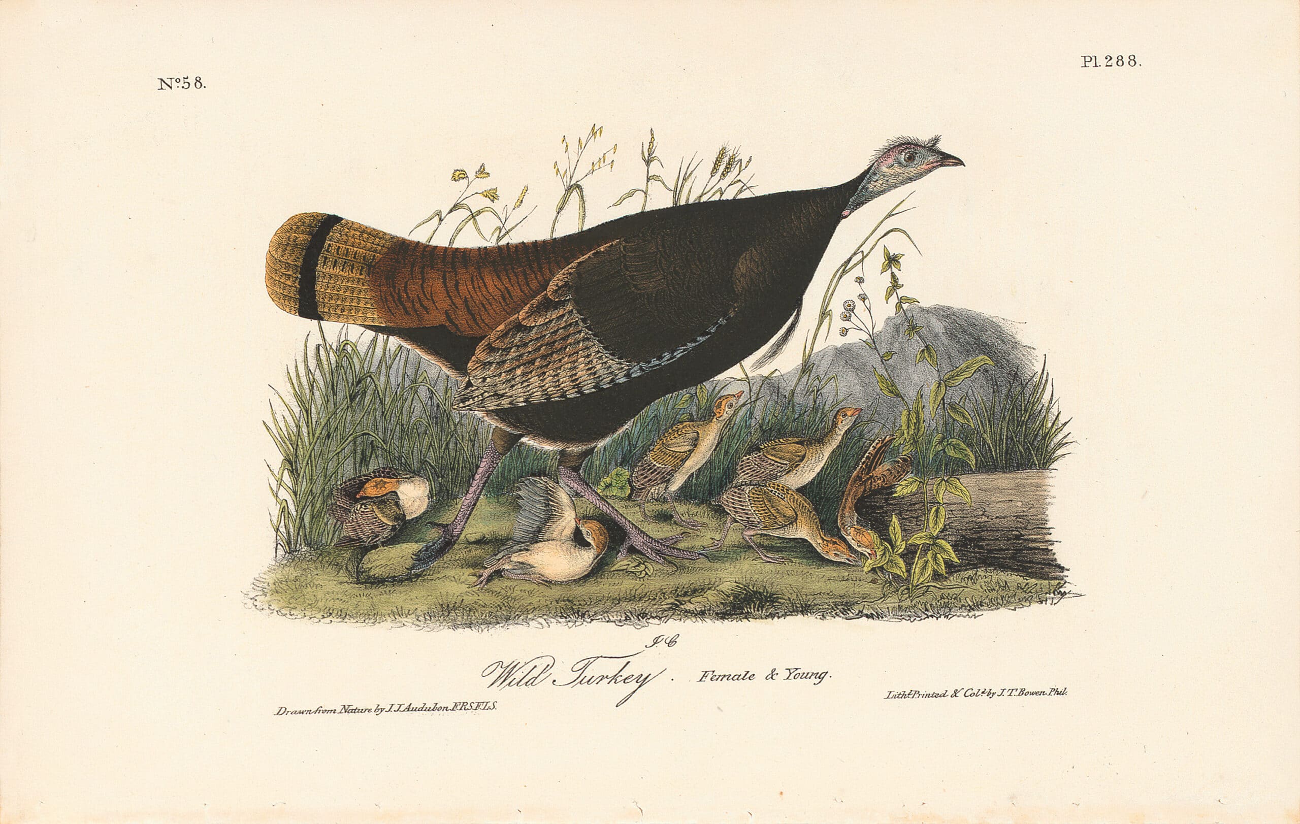 Audubon Octavo Pl. 288 Wild Turkey (Female) | By Oppenheimer Editions ...
