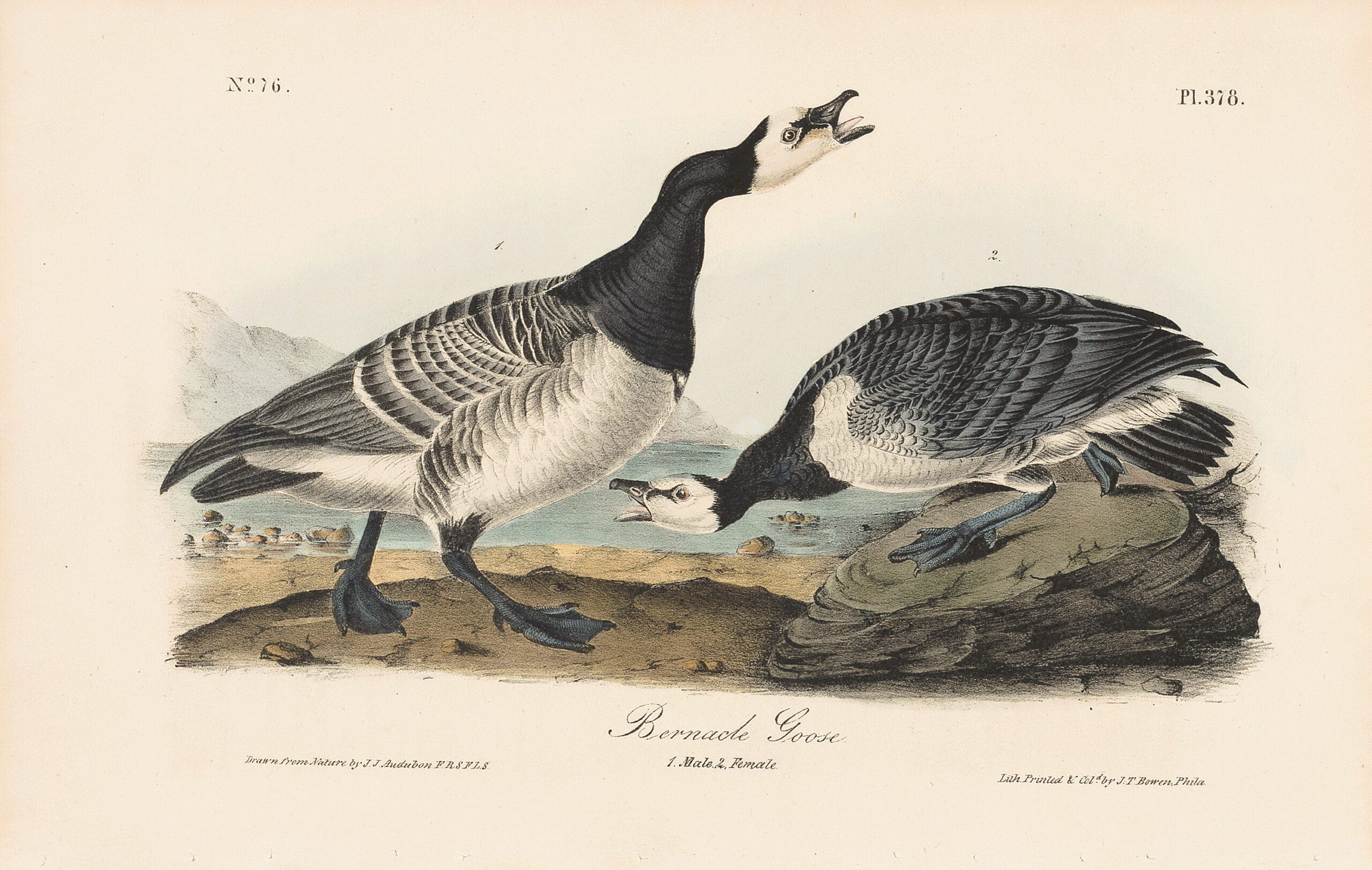 Audubon Octavo Pl. 378 Bernacle Goose | By Oppenheimer Editions | 1st ...