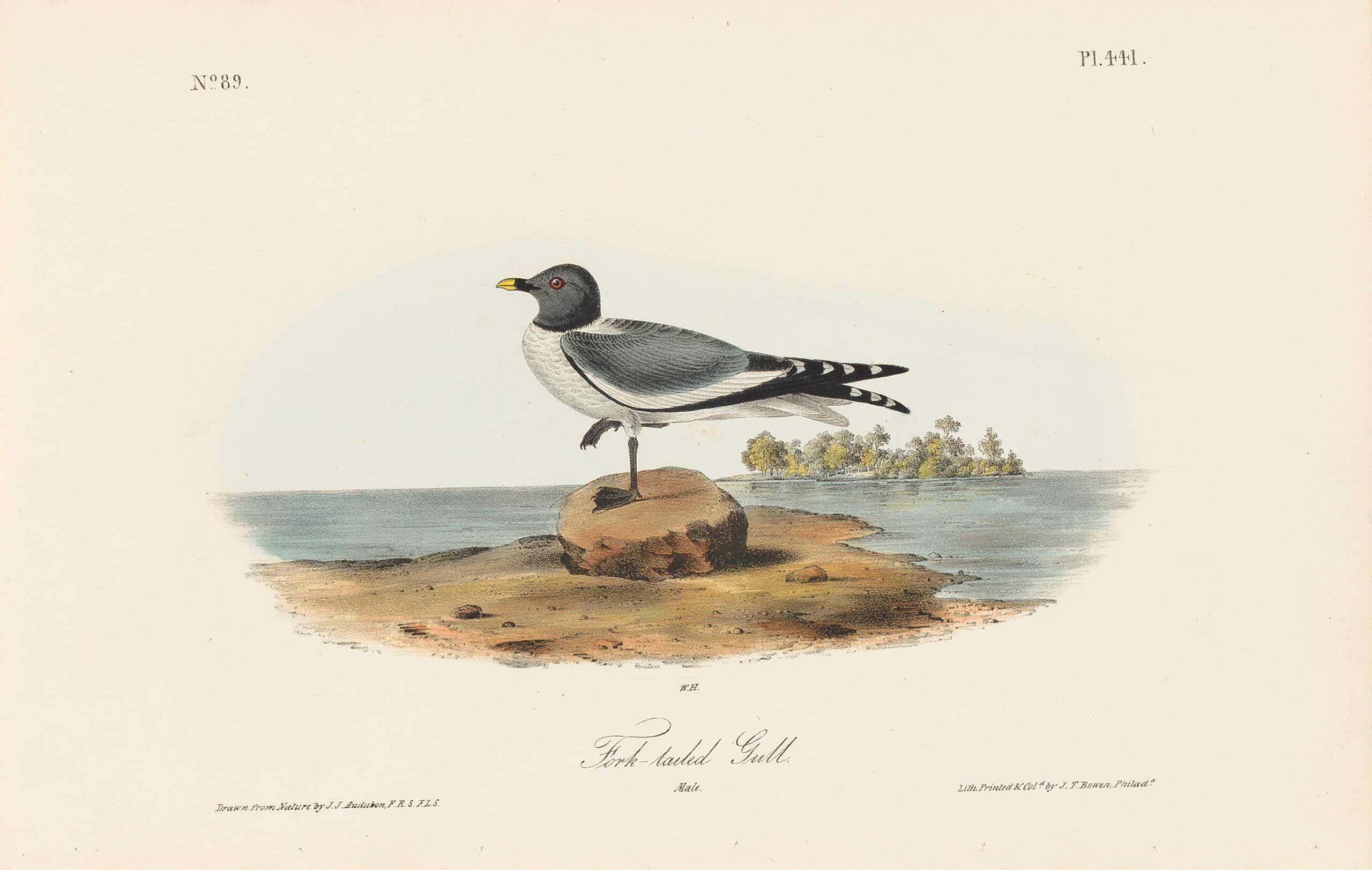 Audubon Octavo Pl. 441 Fork-tailed Gull | By Oppenheimer Editions | 1st ...