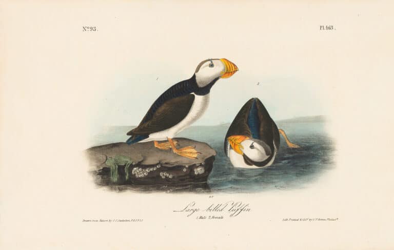 Audubon Octavo Pl. 463 Large-billed Puffin | By Oppenheimer Editions ...