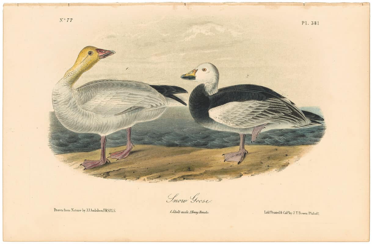 Audubon 2nd Ed. Octavo Pl. 381 Snow Goose | 2nd Edition Octavos ...