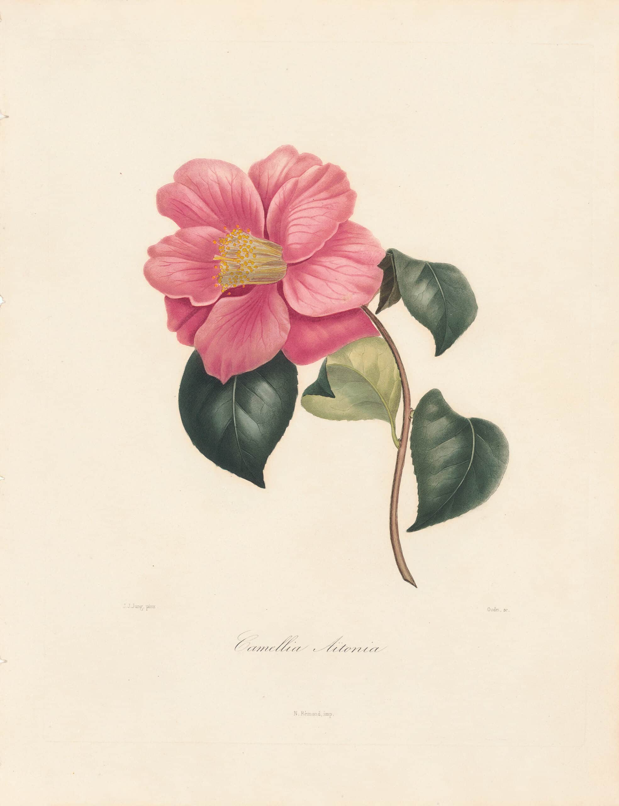 Berlese Pl. 49, Camellia Aitonia | By Oppenheimer Editions | Botanical ...