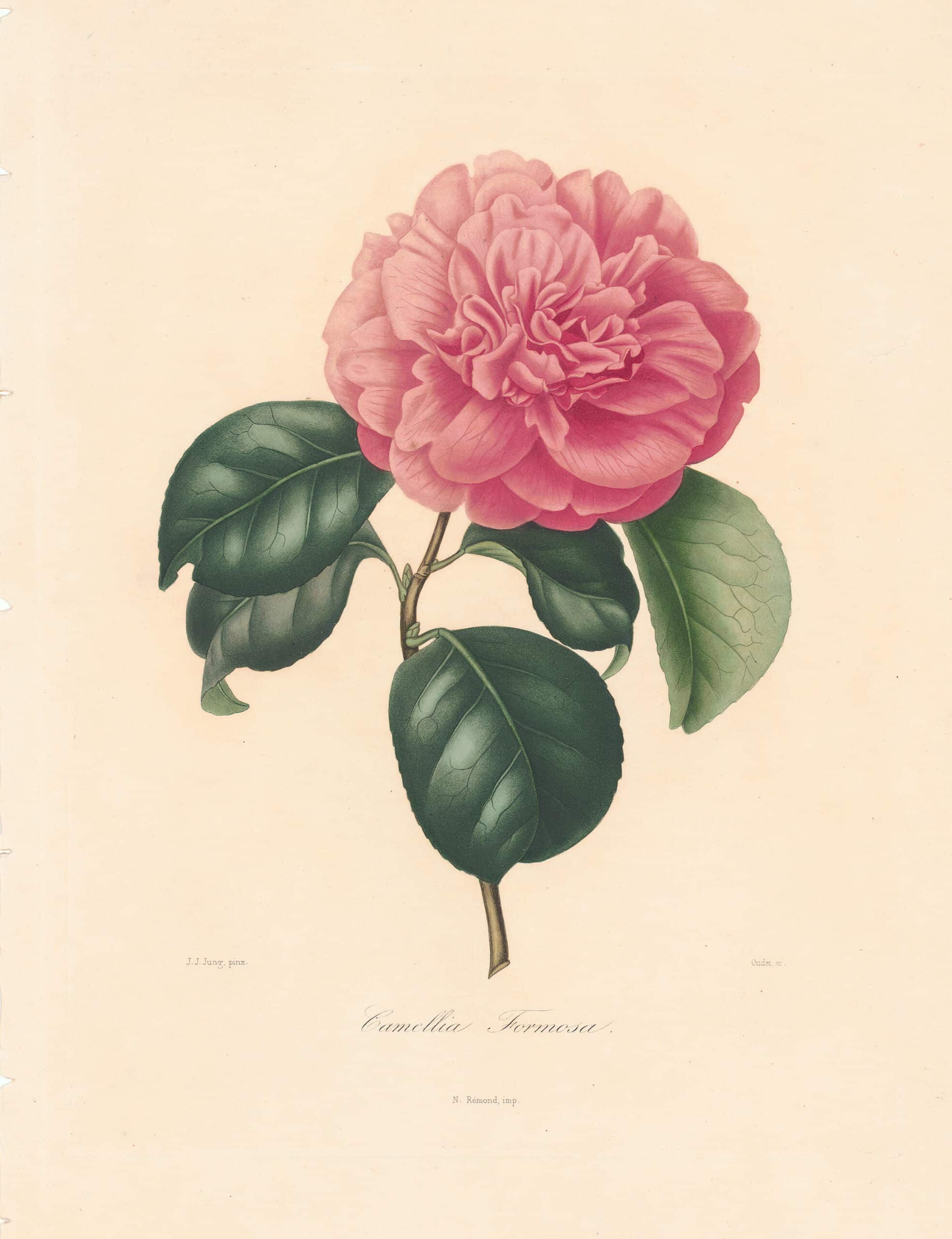 Berlese Pl. 59, Camellia Formosissima | By Oppenheimer Editions ...