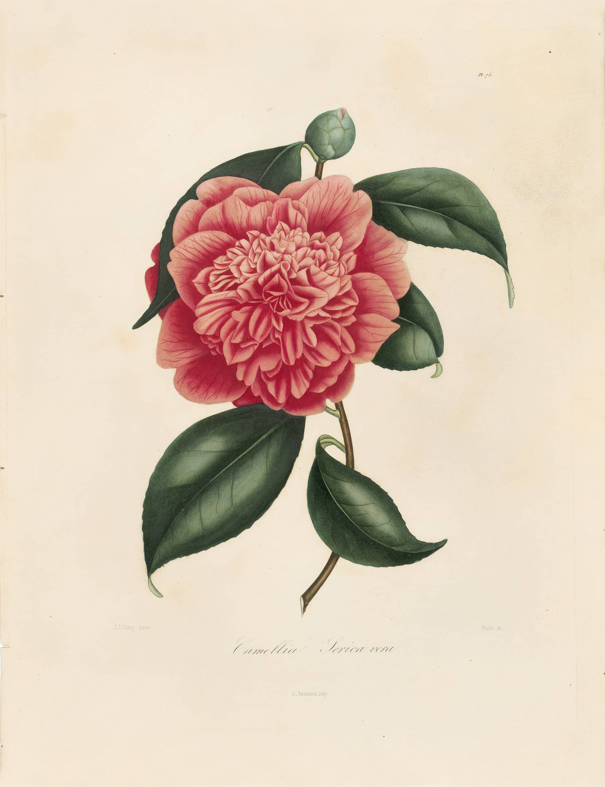 Berlese Pl. 75, Camellia Serica Vera | By Oppenheimer Editions ...
