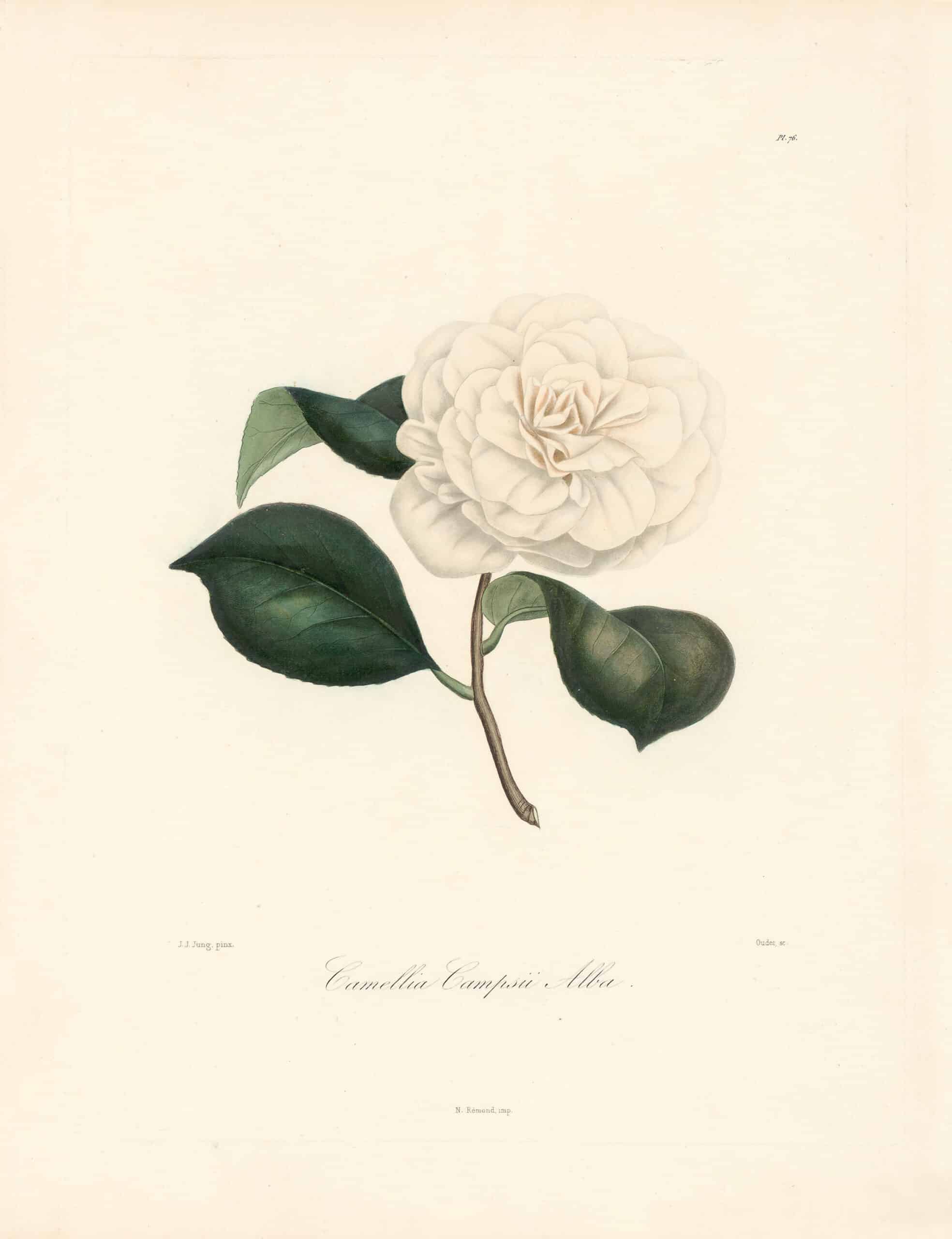 Berlese Pl. 76, Camellia Campsii Alba | By Oppenheimer Editions ...