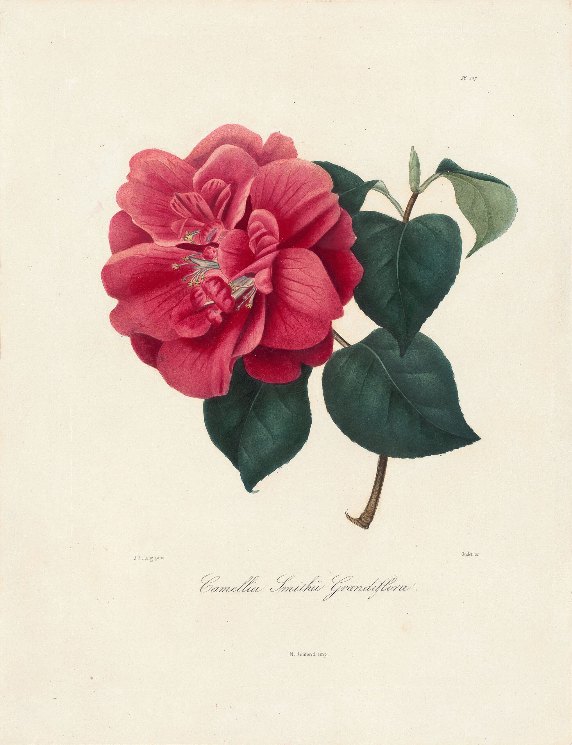 Berlese Pl. 127, Camellia Smithii Grandiflora | By Oppenheimer Editions ...