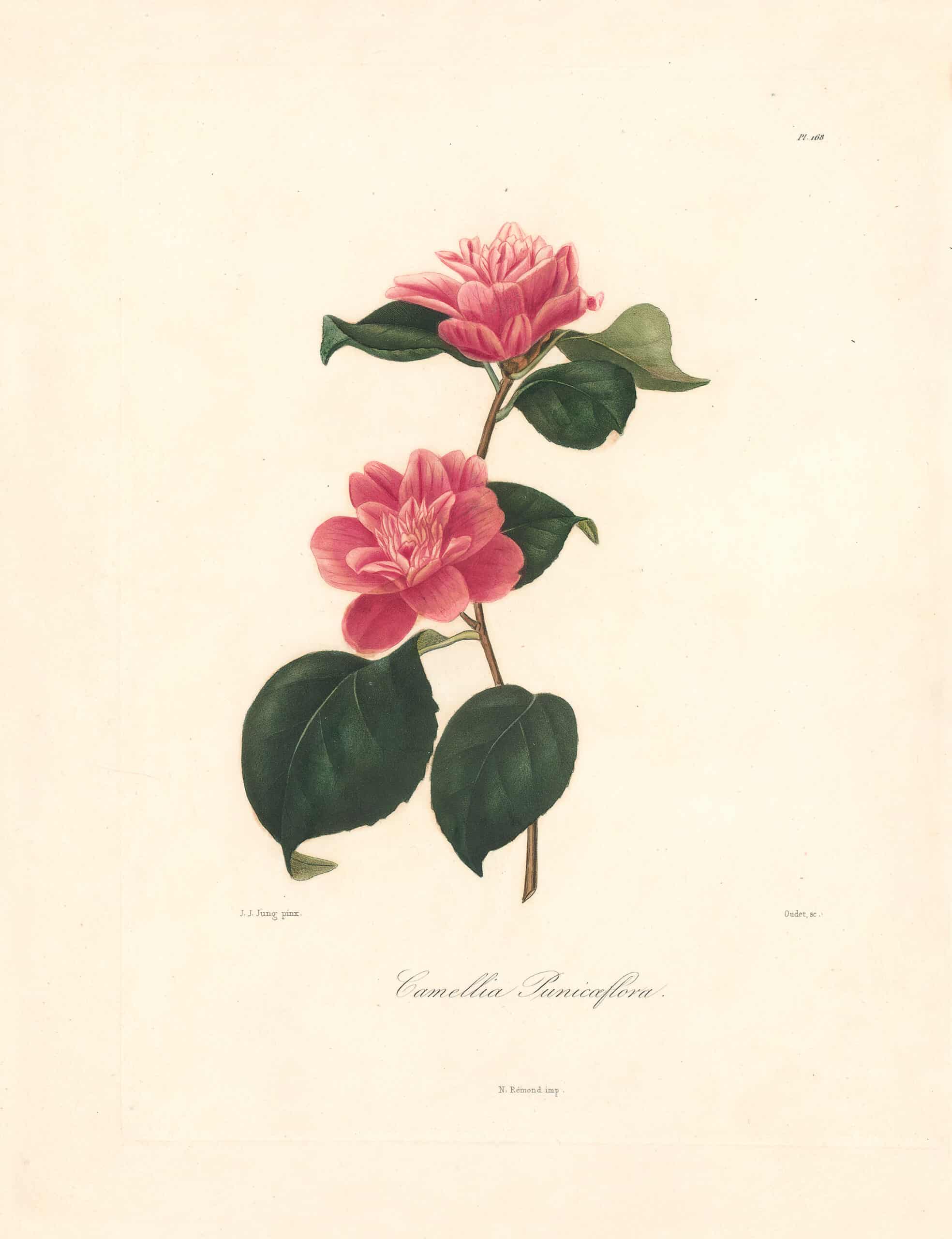 Berlese Pl. 168, Camellia Punicaeflora | By Oppenheimer Editions ...