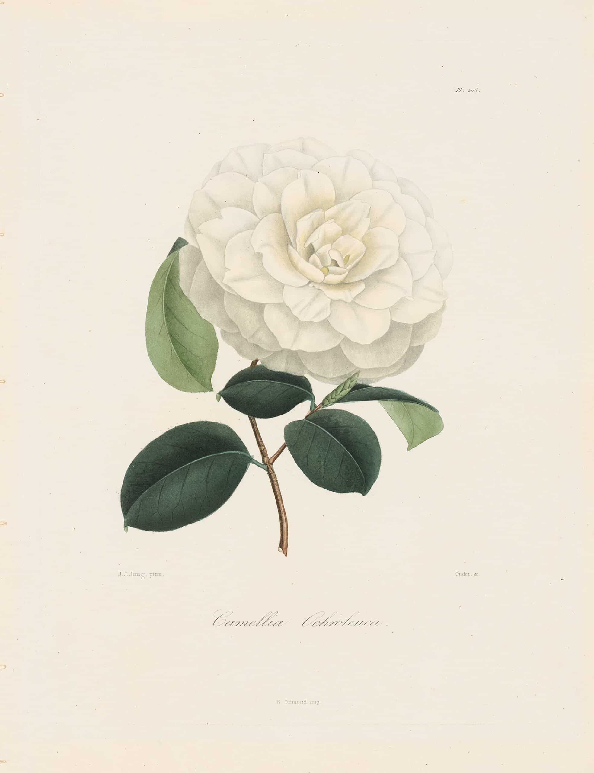 Berlese Pl. 205, Camellia Ochroleuca | By Oppenheimer Editions ...