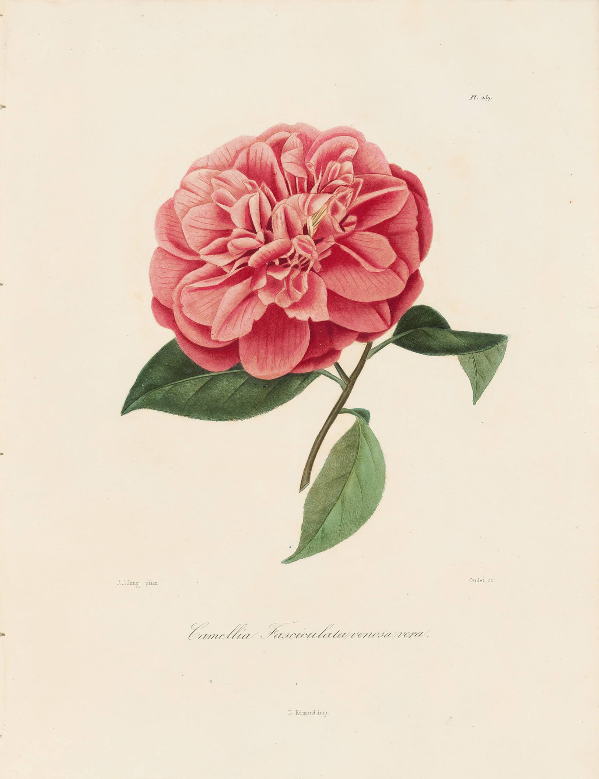 Berlese Pl. 239, Camellia Fasciculate Venos Vera | By Oppenheimer ...