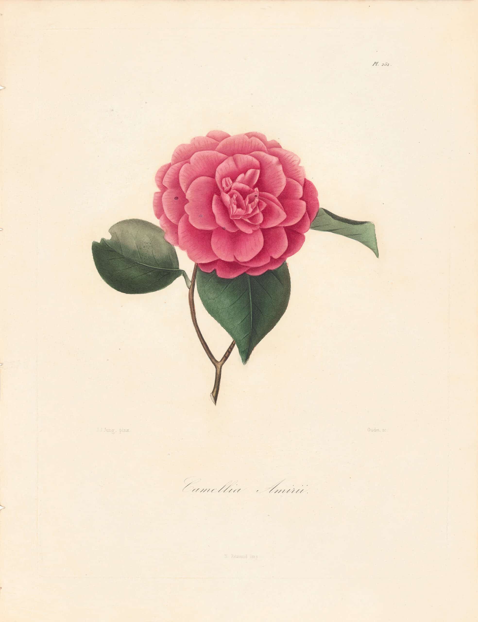 Berlese Pl. 252, Camellia Amiri | By Oppenheimer Editions | Botanical ...