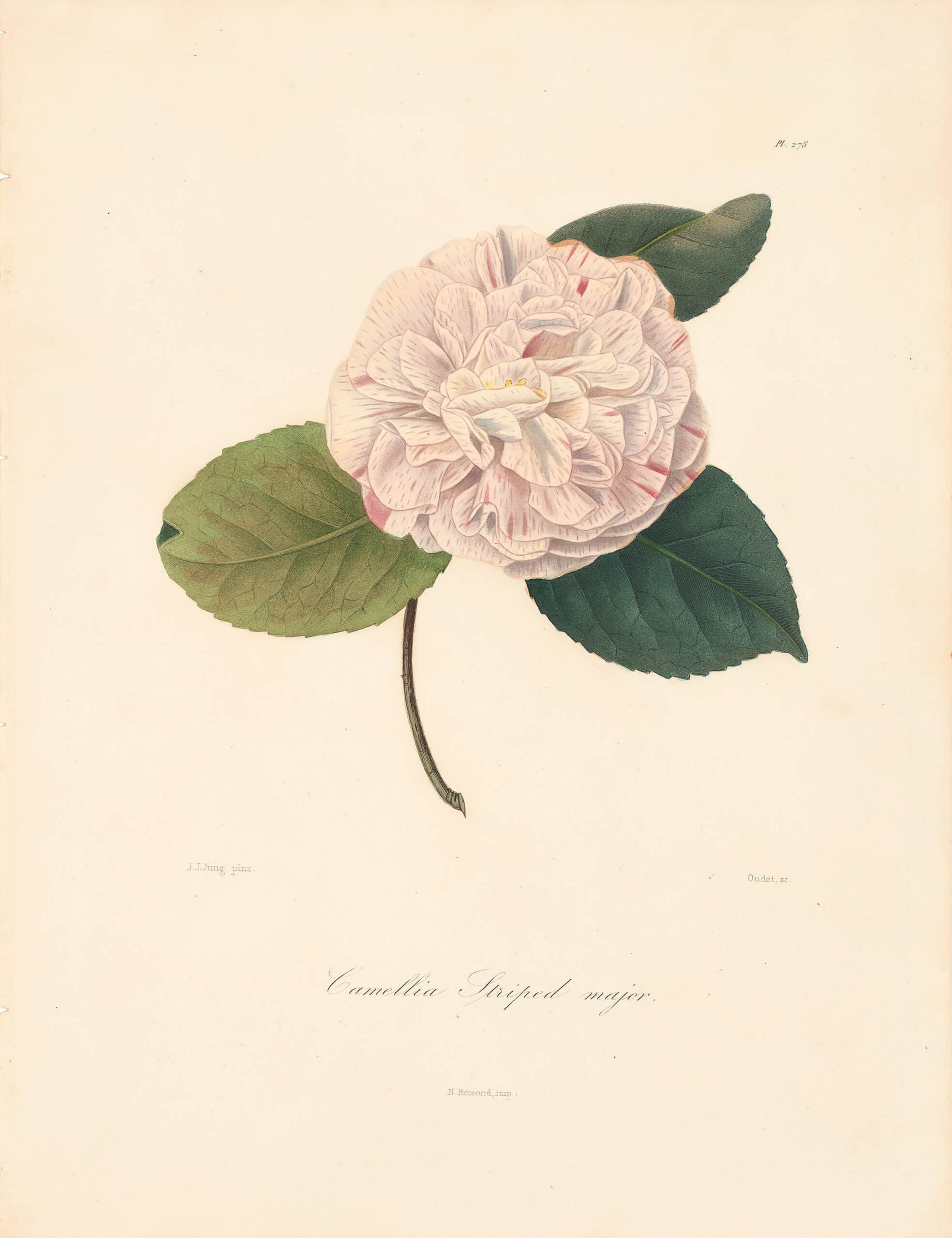 Berlese Pl. 278, Camellia Striped Major | By Oppenheimer Editions ...