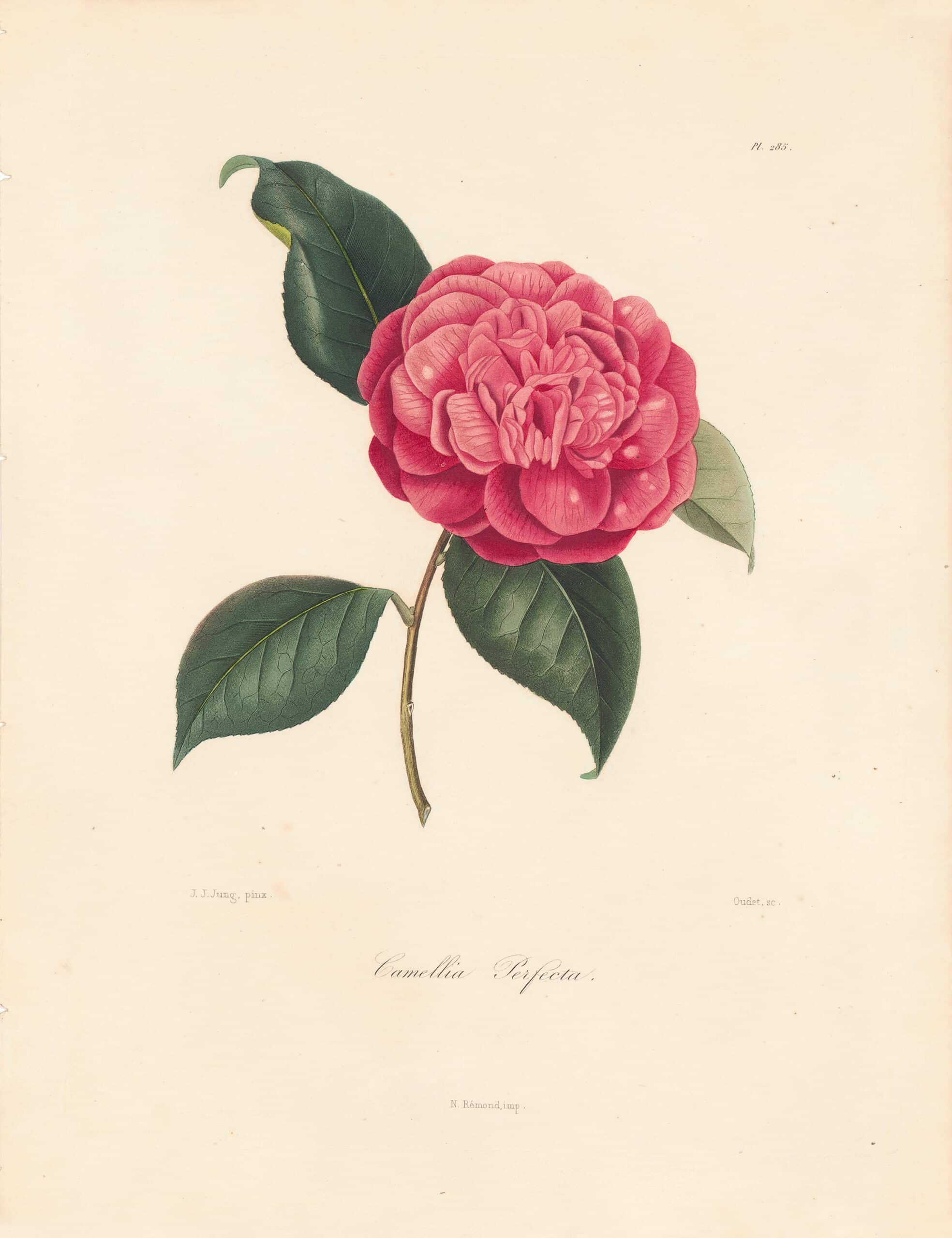 Berlese Pl. 285, Camellia Perfecta | By Oppenheimer Editions ...