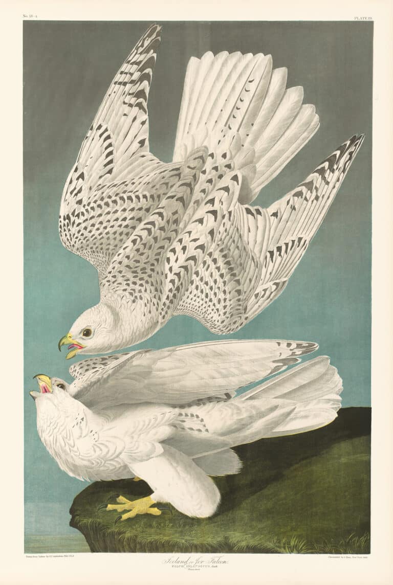 Audubon Bien Edition Pl. 19, Iceland or Jer Falcon | By Oppenheimer ...