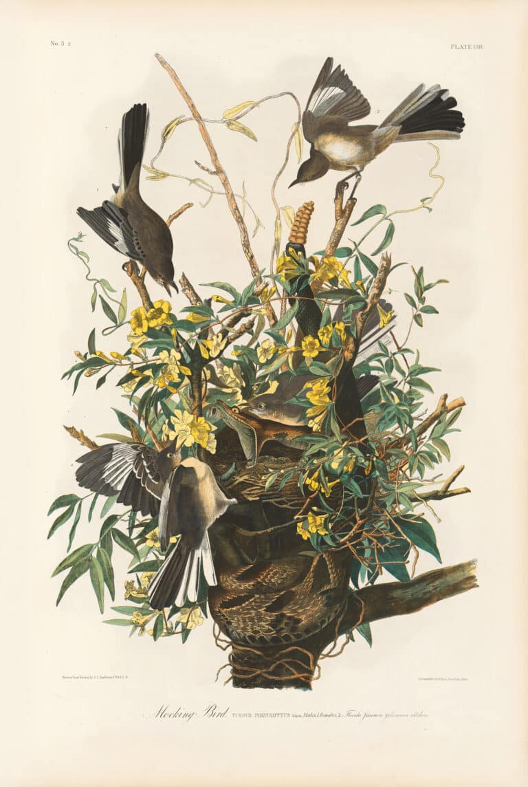 Audubon Bien Edition Pl. 138, Mocking Bird | By Oppenheimer Editions ...