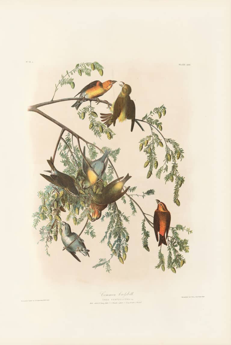 Audubon Bien Edition Pl. 200, Common Crossbill | By Oppenheimer ...